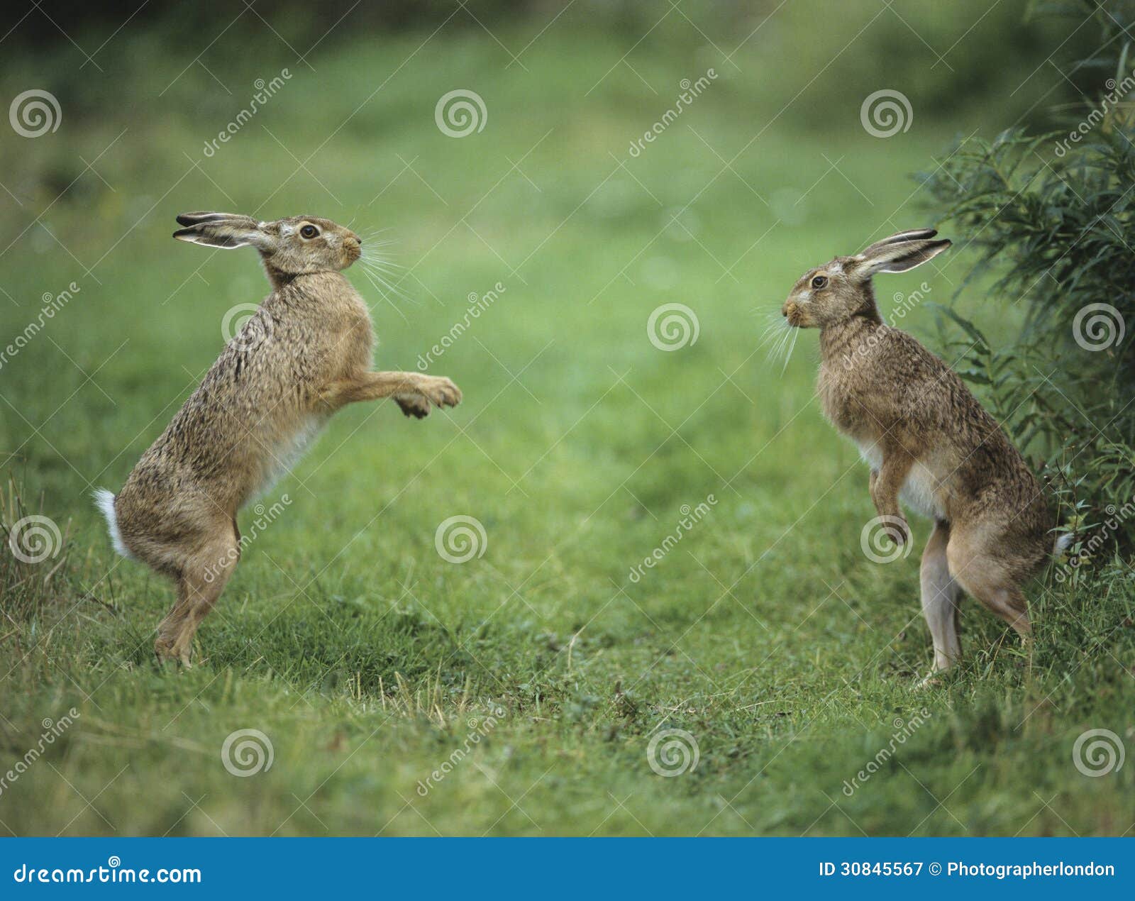 Dos liebres agresivas imagen de archivo. Imagen de nadie - 30845567