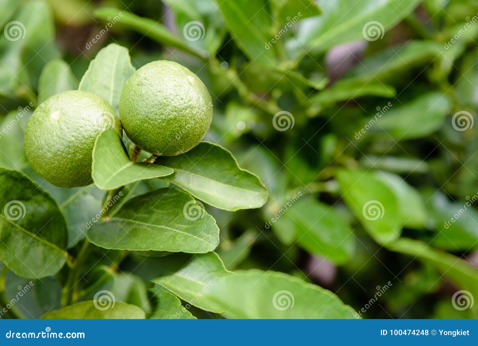 Dos Limones Verdes En El árbol Foto de archivo - Imagen de primer ...