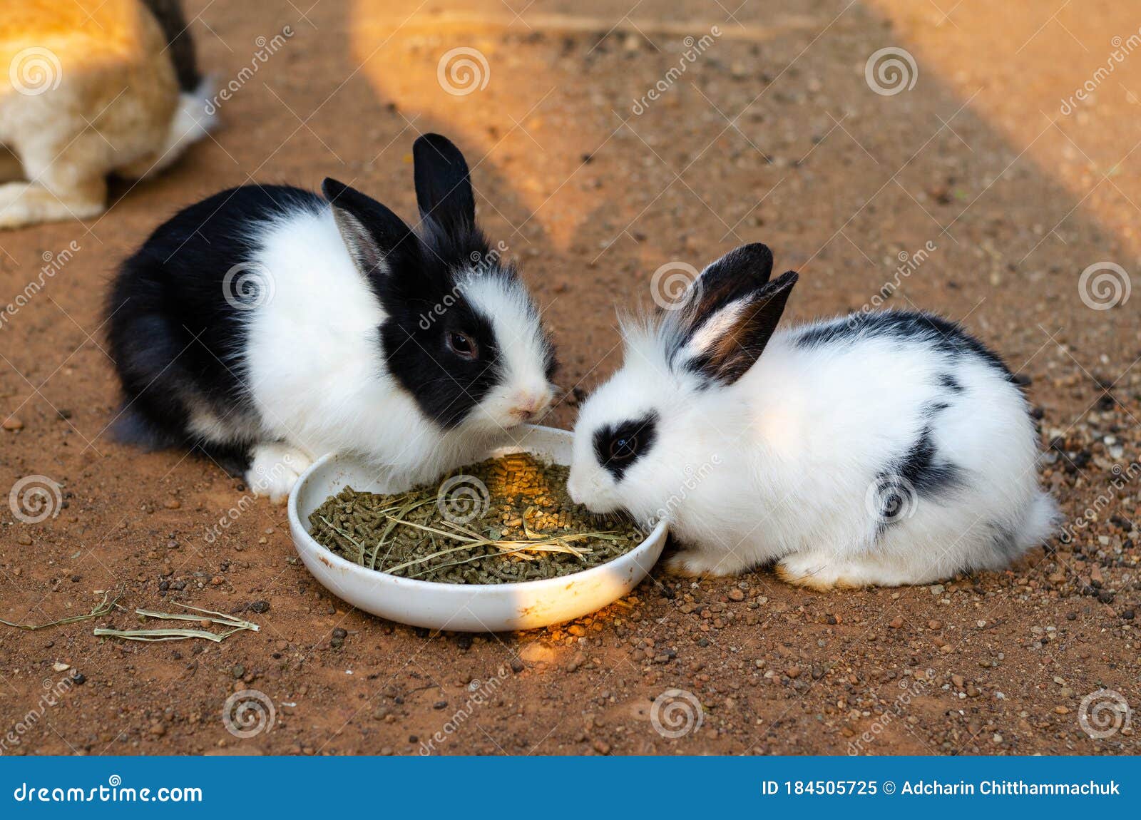 Dos Lindos Conejos Comiendo Comida Imagen de archivo - Imagen de fondo ...