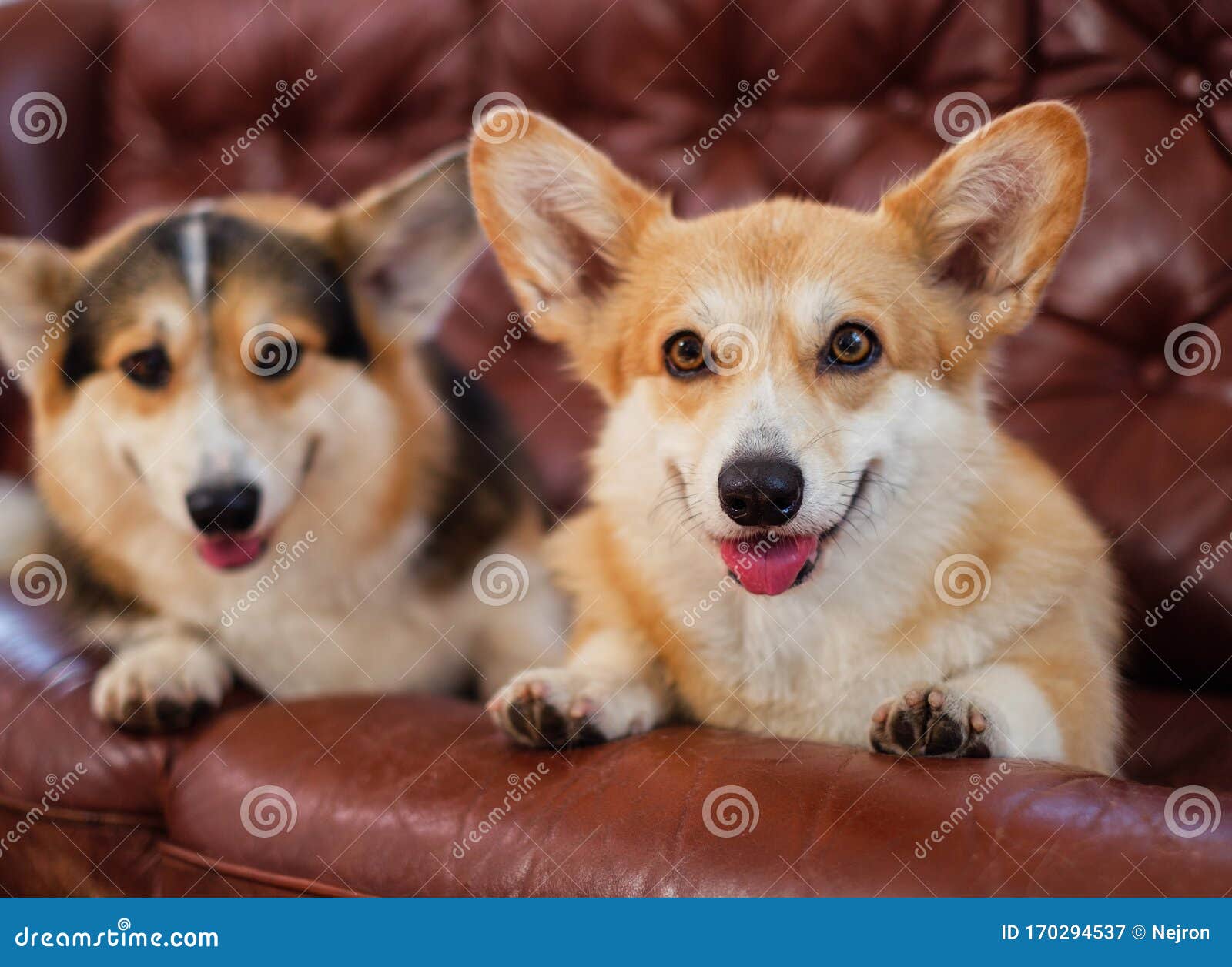 Dos Lindos Perros Corgi En Un Sofá Imagen de archivo - Imagen de amigo ...