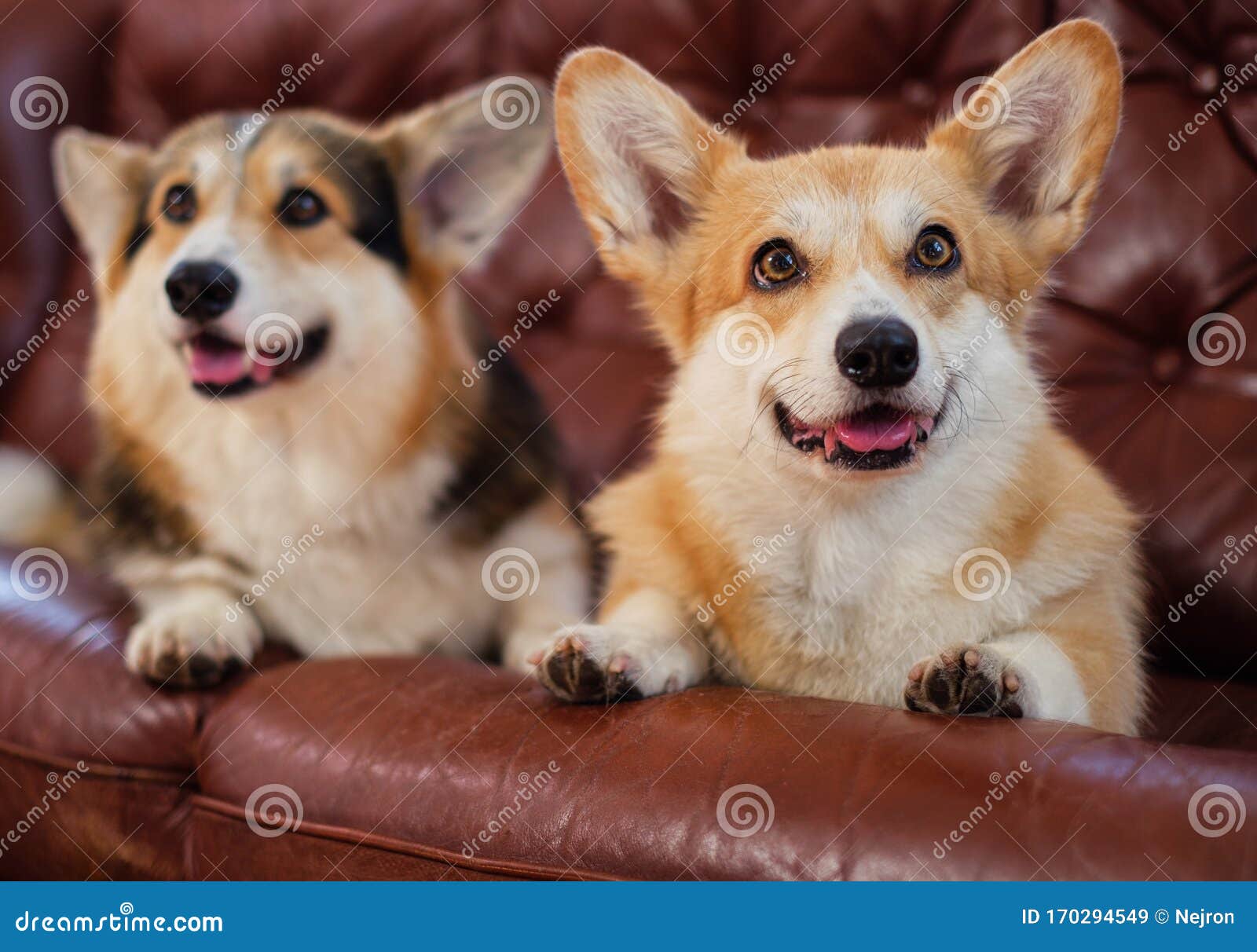 Dos Lindos Perros Corgi En Un Sofá Imagen de archivo - Imagen de activo ...
