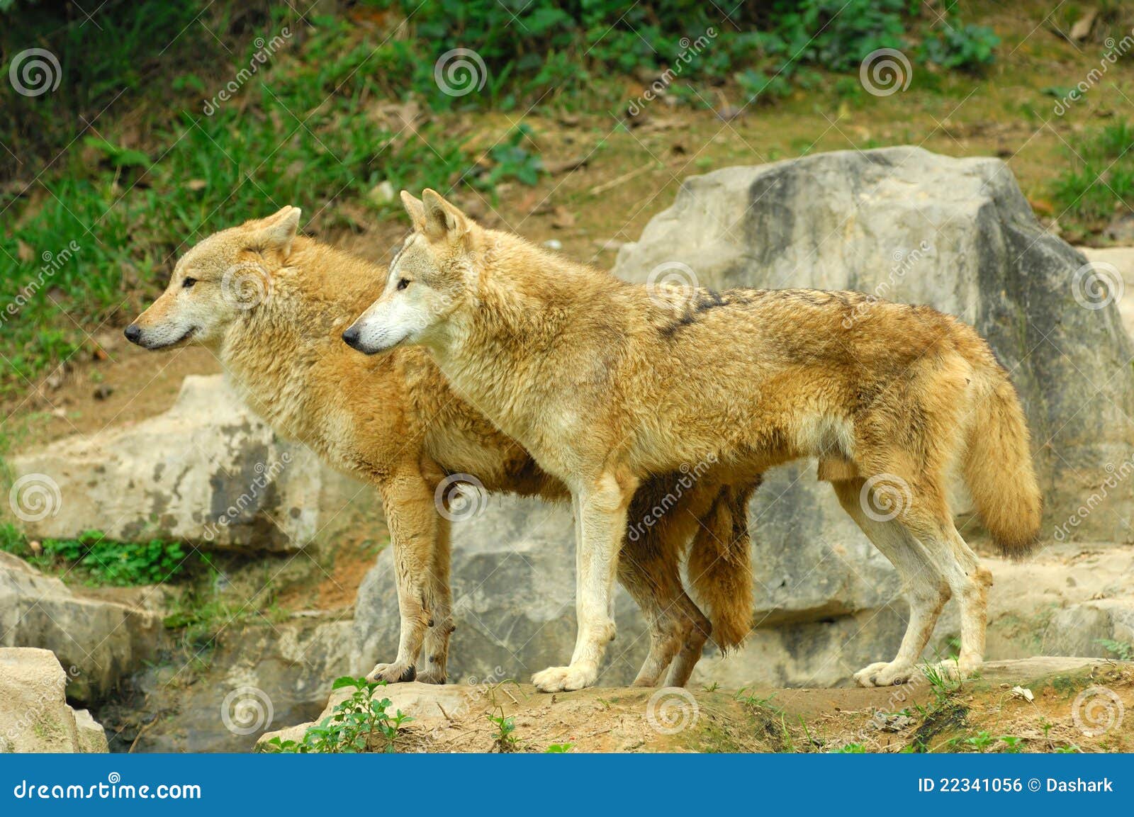 Dos lobos foto de archivo. Imagen de nadie, persistencia - 22341056
