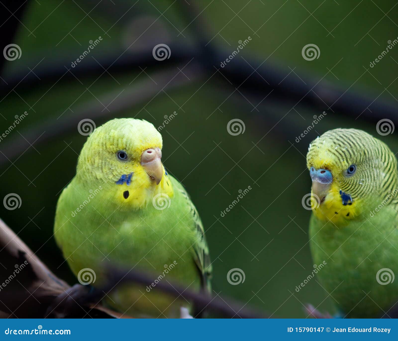 Dos loros imagen de archivo. Imagen de alas, colorido - 15790147