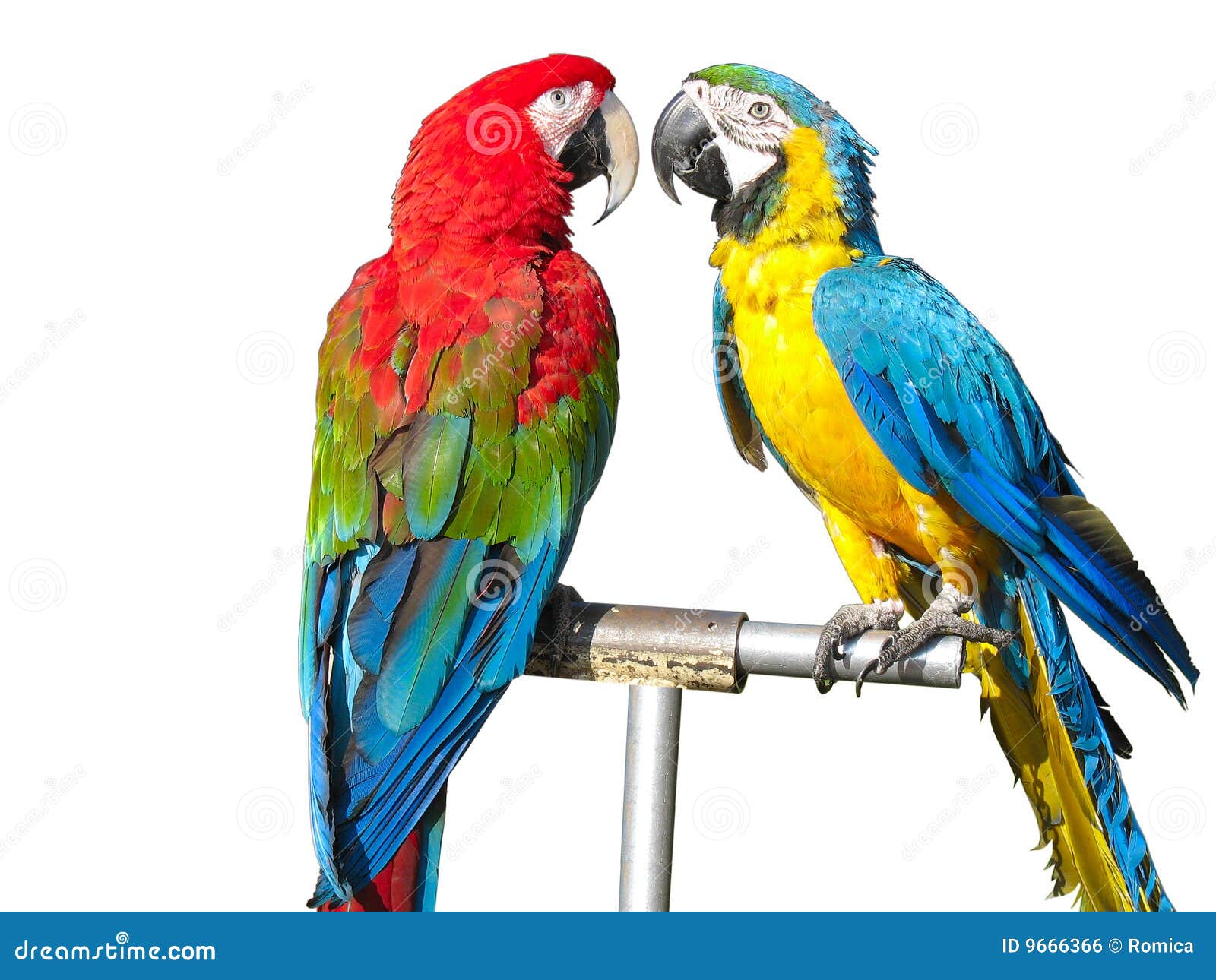 Dos Loros Coloreados Brillantes Hermosos De Los Macaws Foto de archivo ...