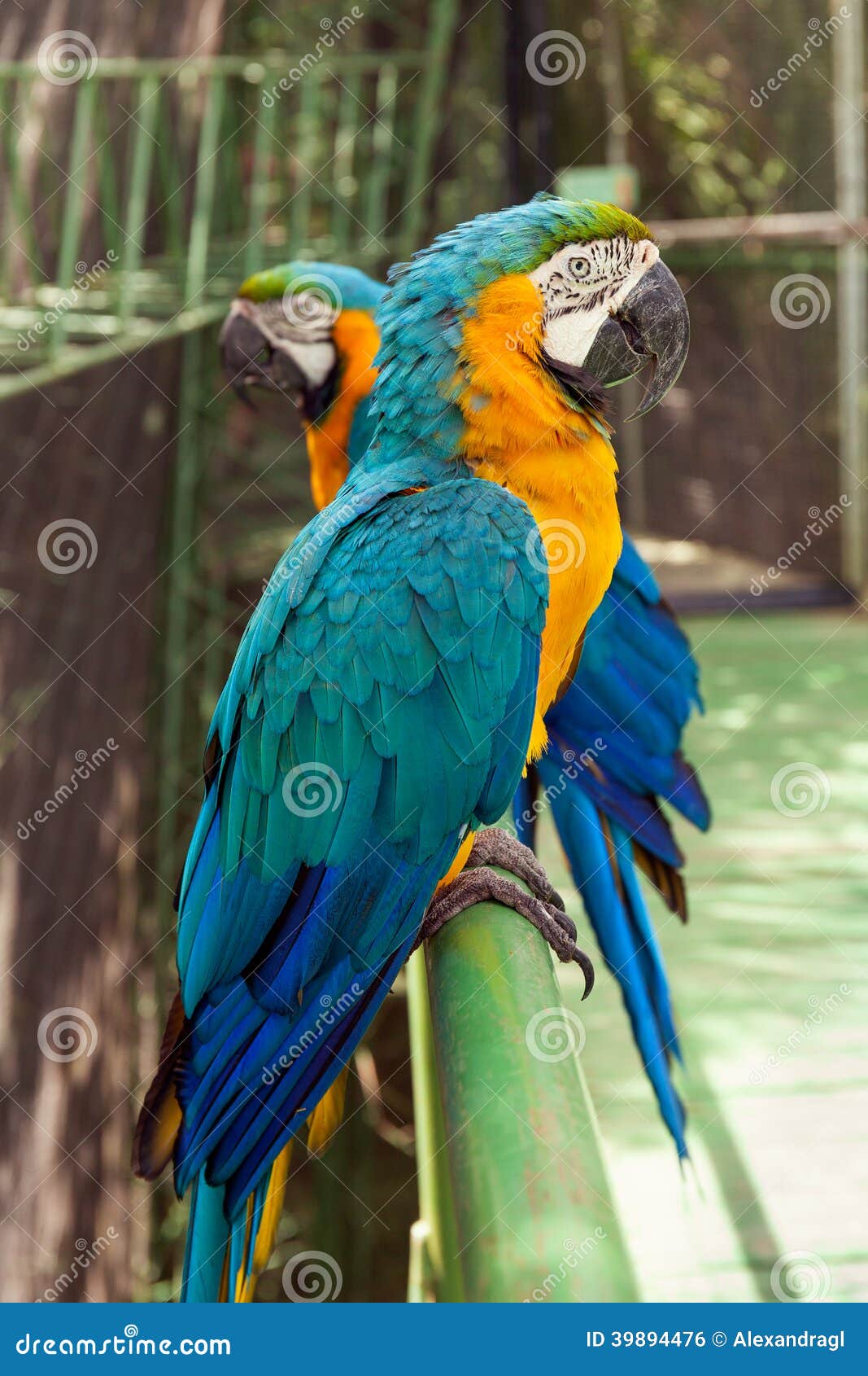 Dos loros grandes foto de archivo. Imagen de loro, mullido - 39894476