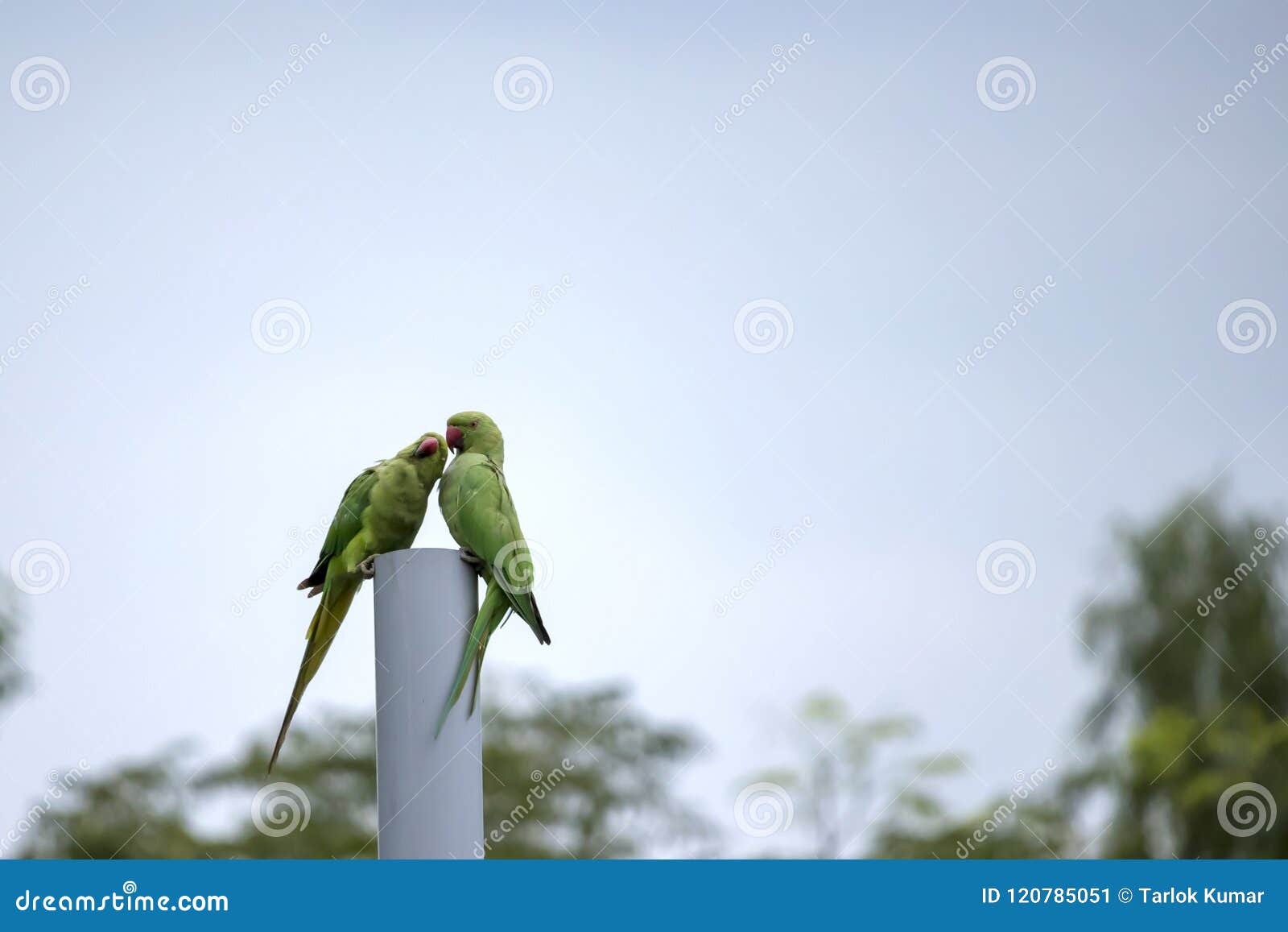 Dos loros preciosos imagen de archivo. Imagen de plumaje - 120785051