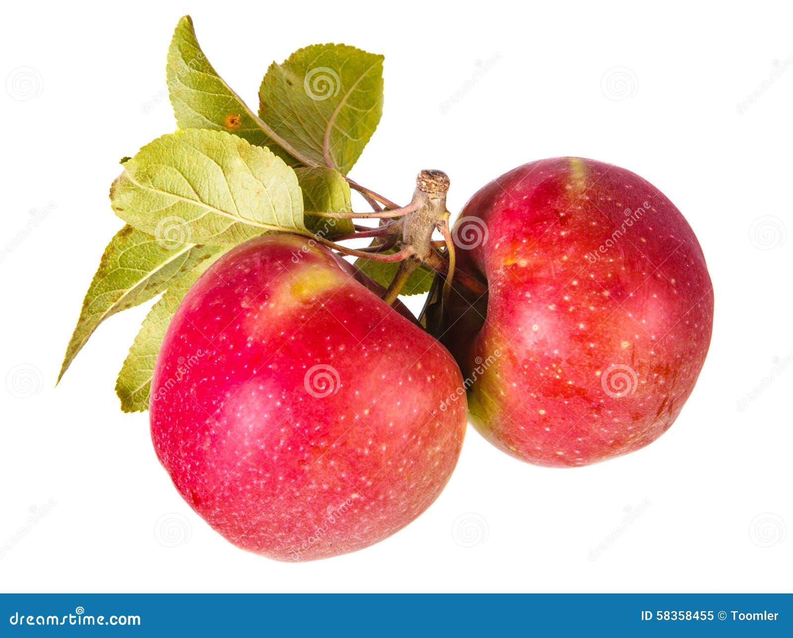 Dos manzanas con las hojas imagen de archivo. Imagen de entero - 58358455