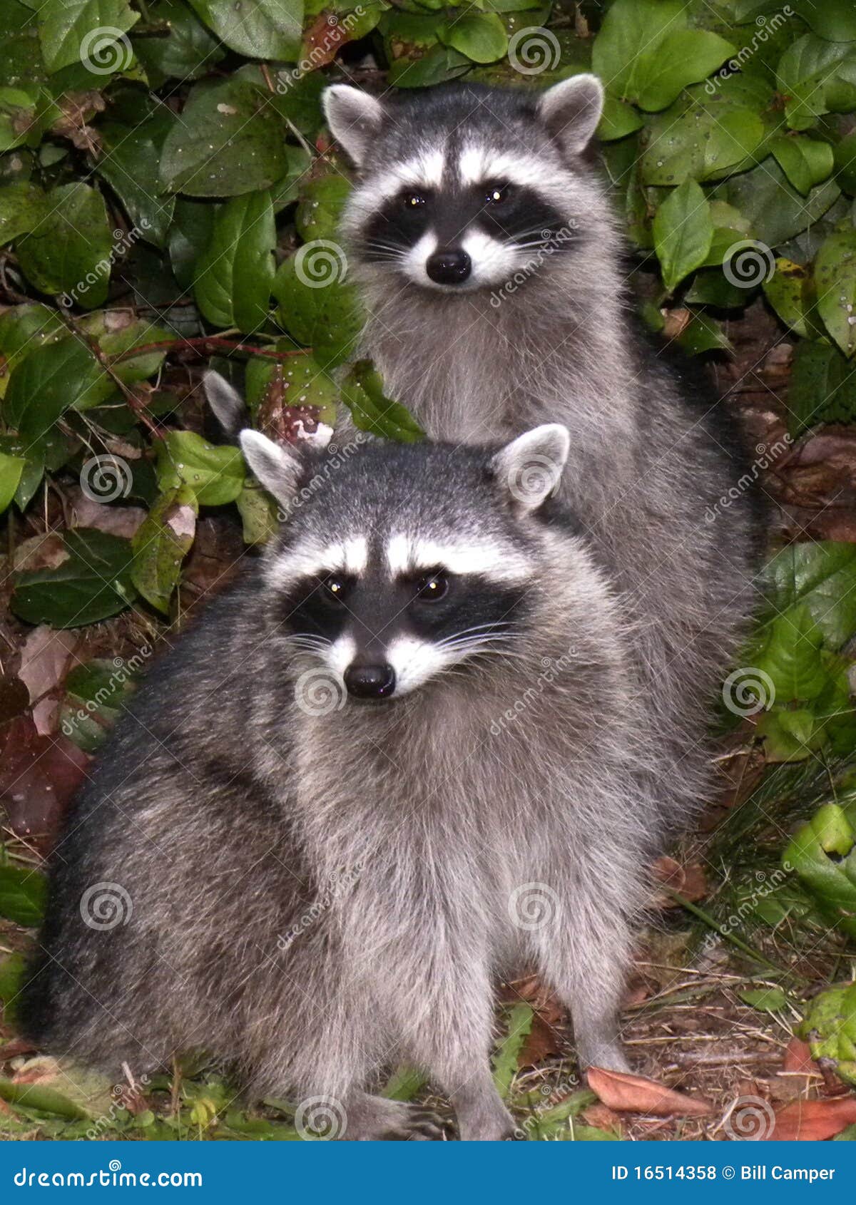 Dos mapaches foto de archivo. Imagen de frondoso, piel - 16514358