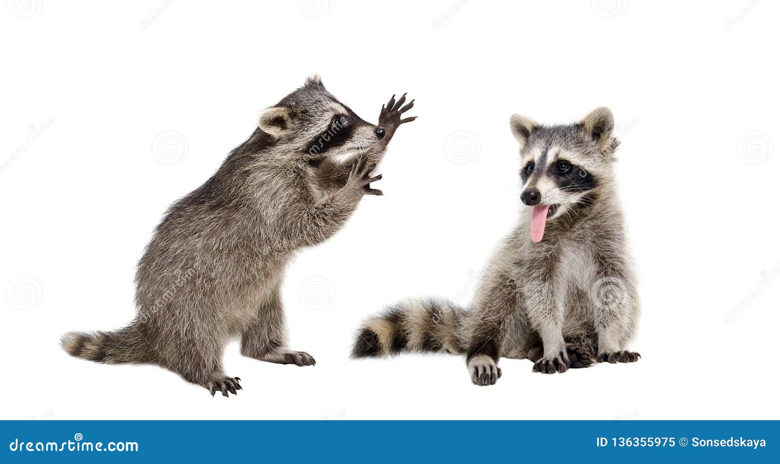 Dos Mapaches Divertidos Que Se Sientan Junto Imagen de archivo - Imagen ...