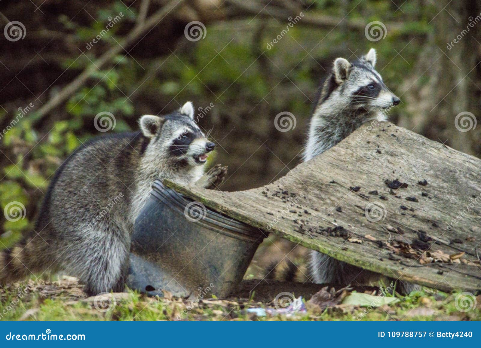 Dos Mapaches Salvajes De La Ciudad Gorronean Para La Comida Imagen de ...