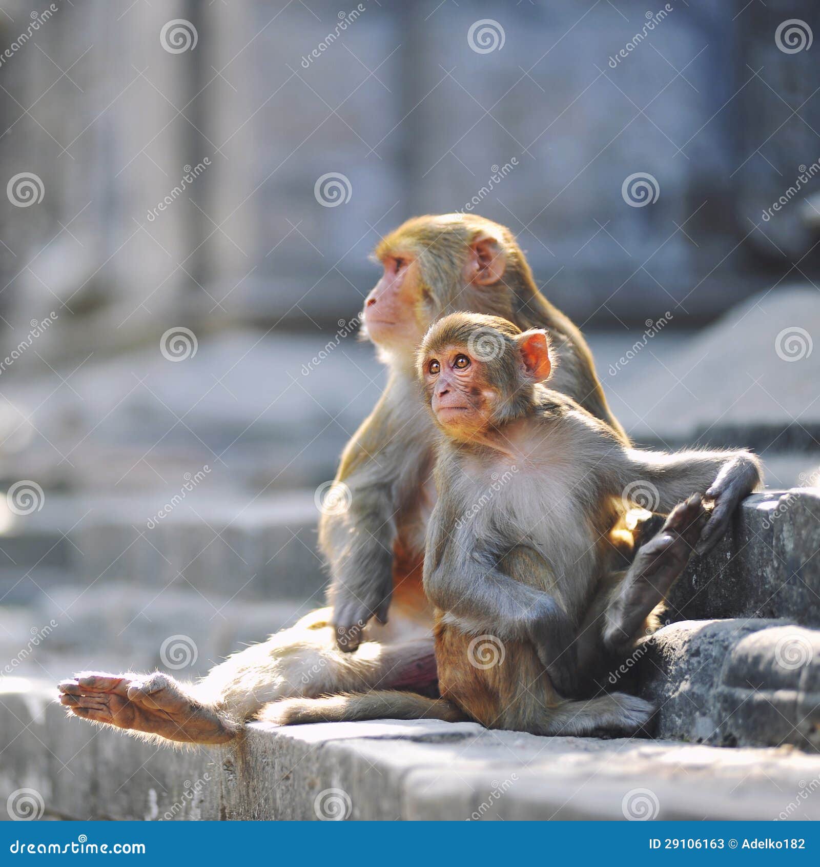 Dos monos imagen de archivo. Imagen de macaca, limpio - 29106163
