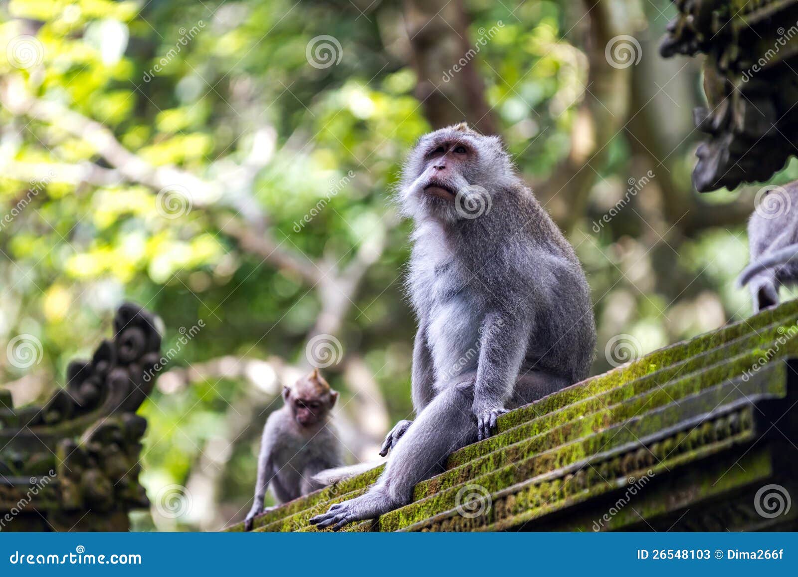 Dos Monos En El Bosque De Bali Ubud Imagen de archivo - Imagen de ...