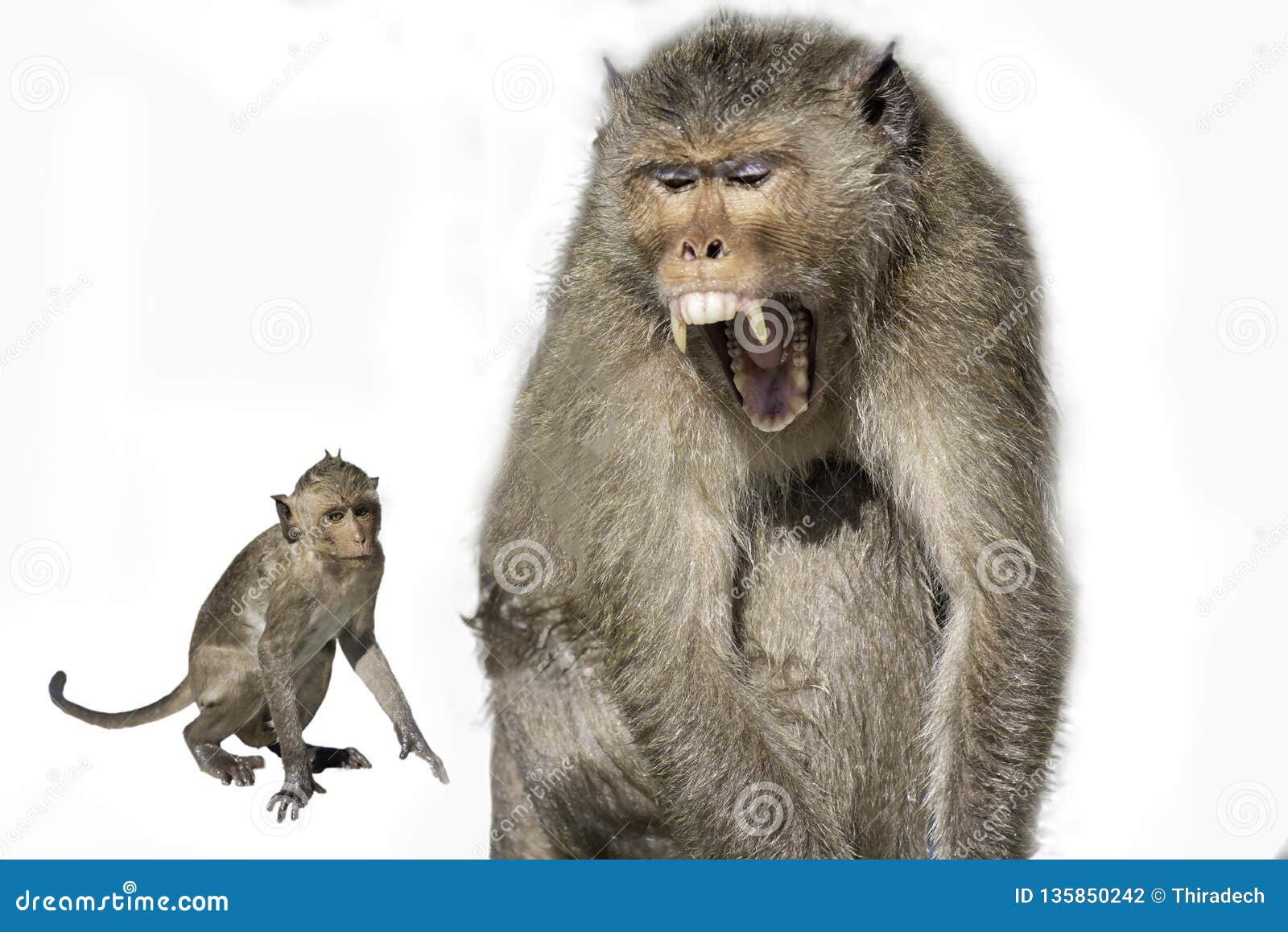 Dos monos en fondo foto de archivo. Imagen de negro - 135850242