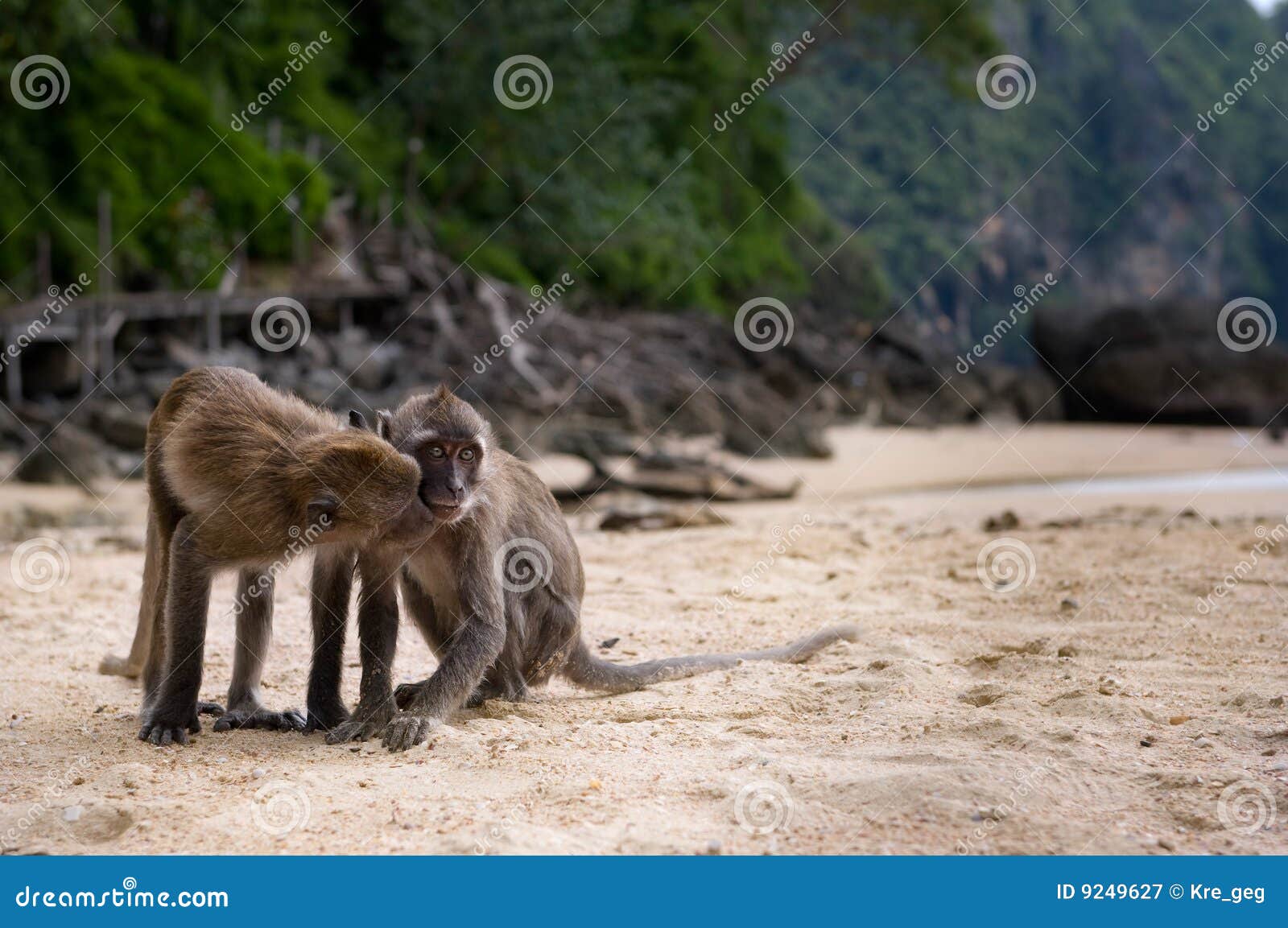 Dos monos en una playa imagen de archivo. Imagen de afecto - 9249627