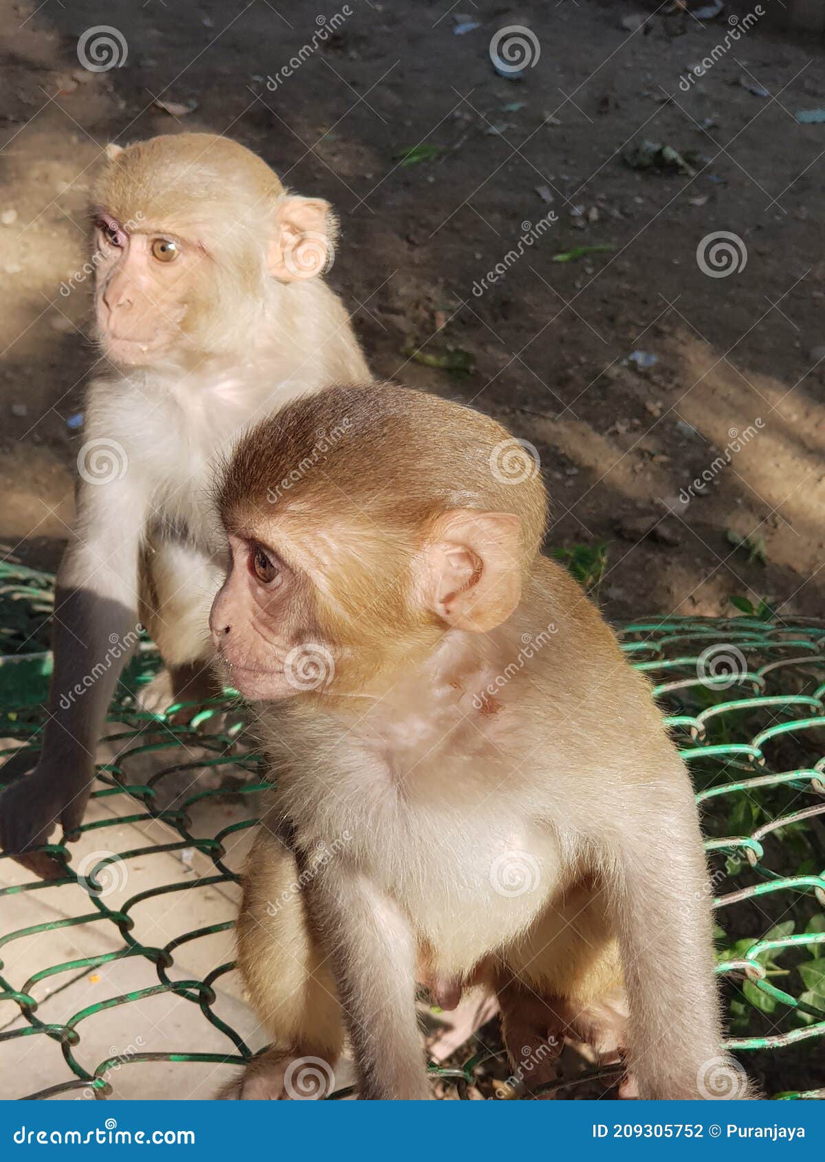 Dos monos lindos foto de archivo. Imagen de gorila, primate - 209305752