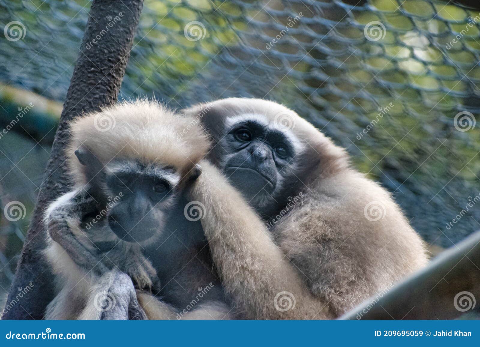 Dos Monos Lindos Abrazándose Imagen de archivo - Imagen de lindo, rojo ...