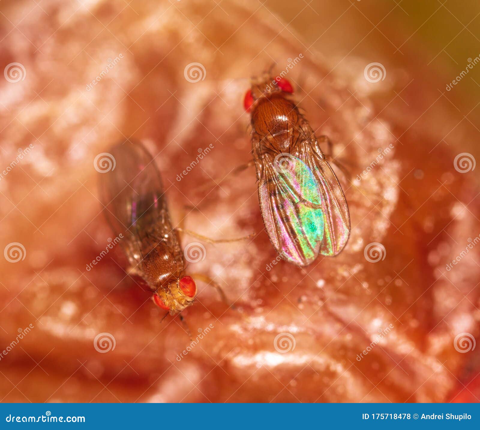 Dos moscas con ojos rojos foto de archivo. Imagen de animal - 175718478