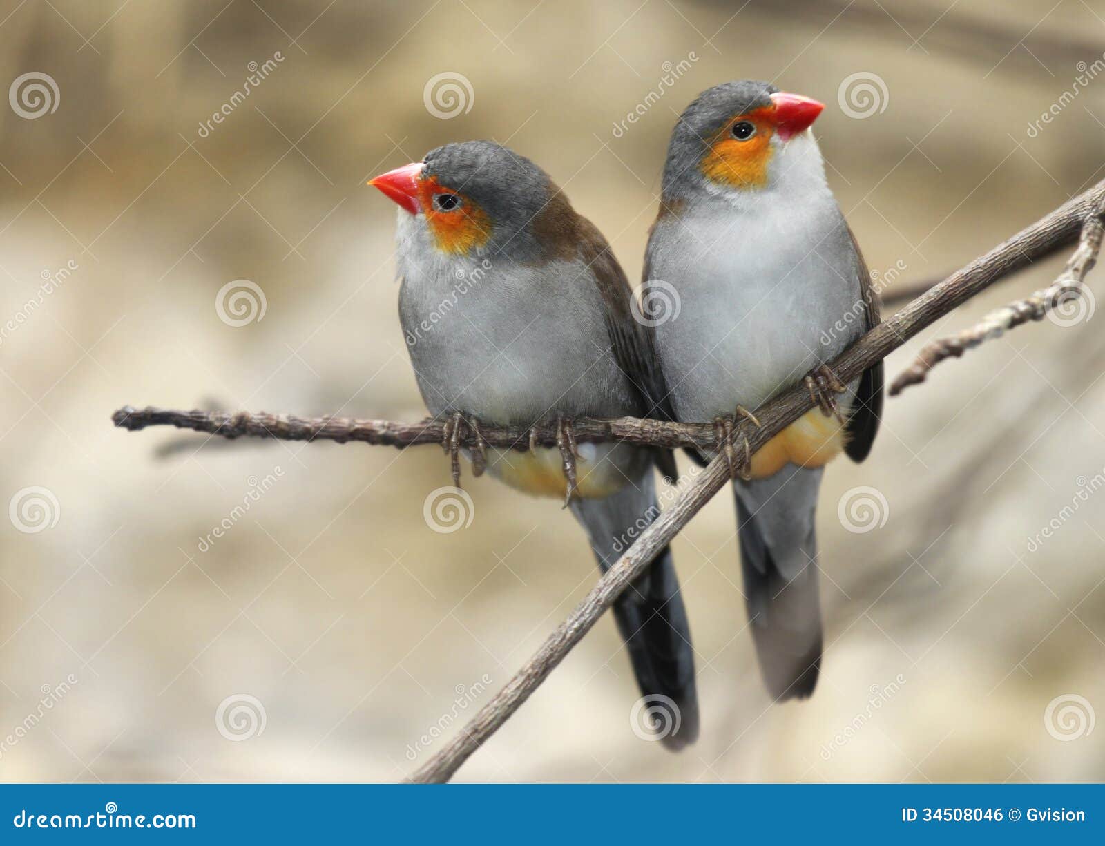Dos pájaros foto de archivo. Imagen de perfilando, rojo - 34508046
