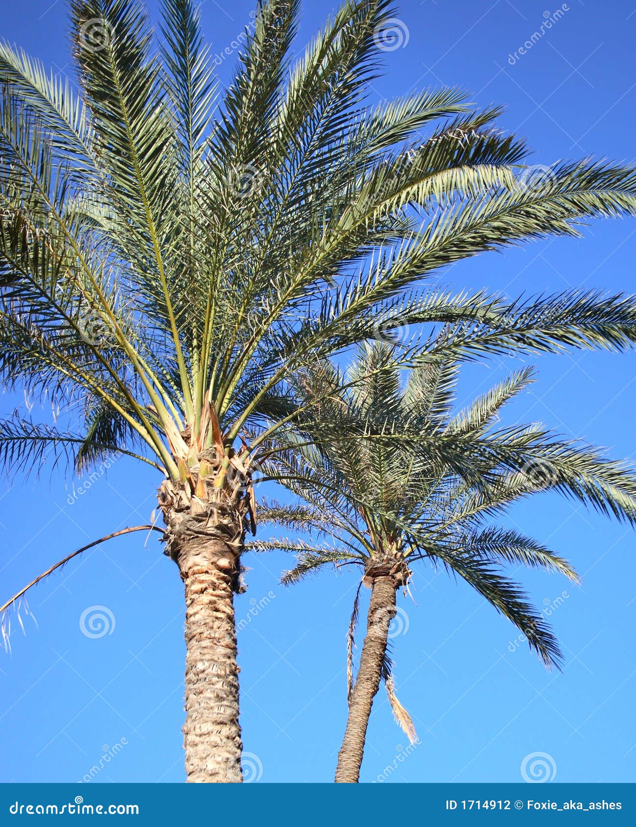 Dos palmeras foto de archivo. Imagen de palma, azul, nube - 1714912