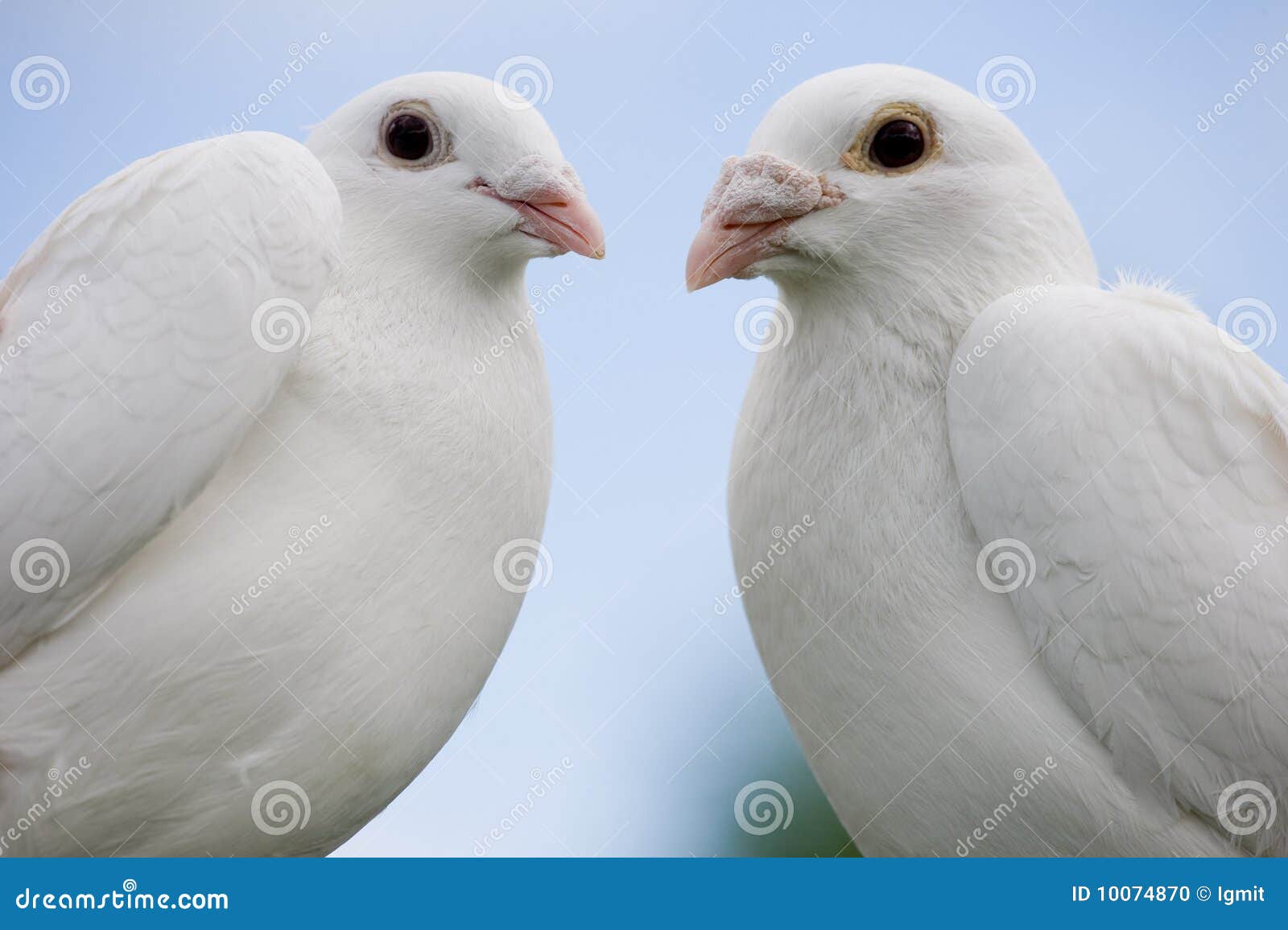 Dos palomas foto de archivo. Imagen de tema, cielo, pico - 10074870