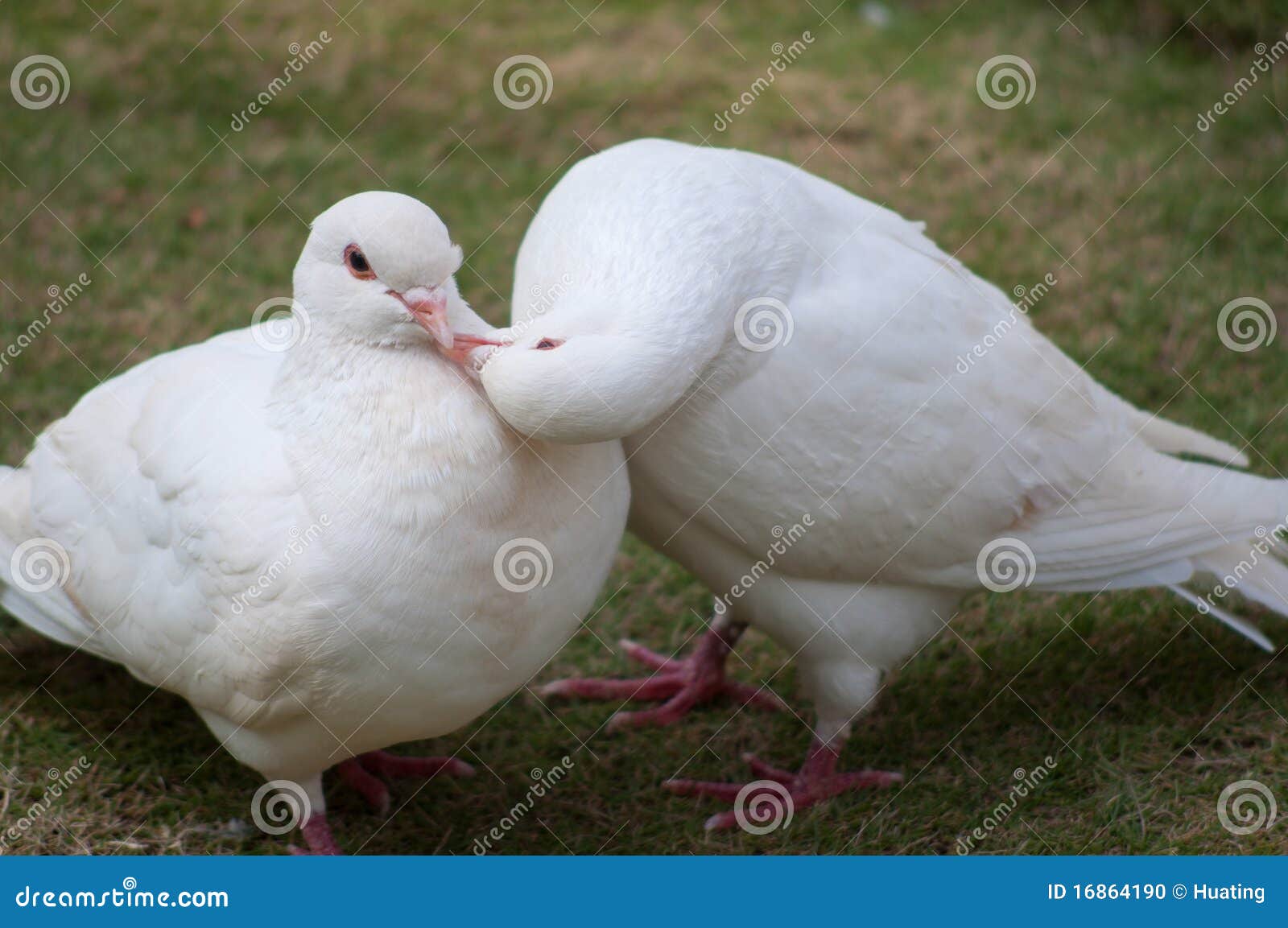 Dos palomas foto de archivo. Imagen de palomas, primer - 16864190