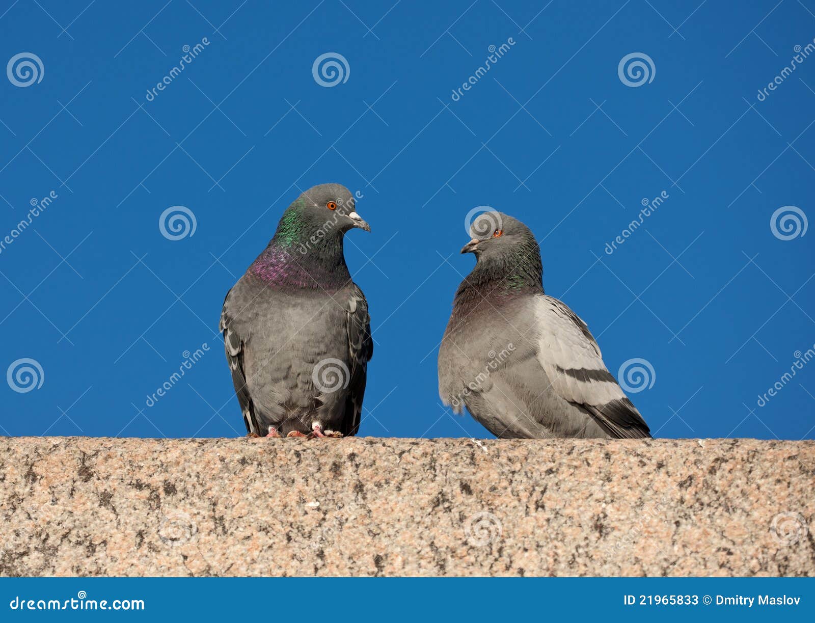 Dos palomas imagen de archivo. Imagen de fauna, animales - 21965833