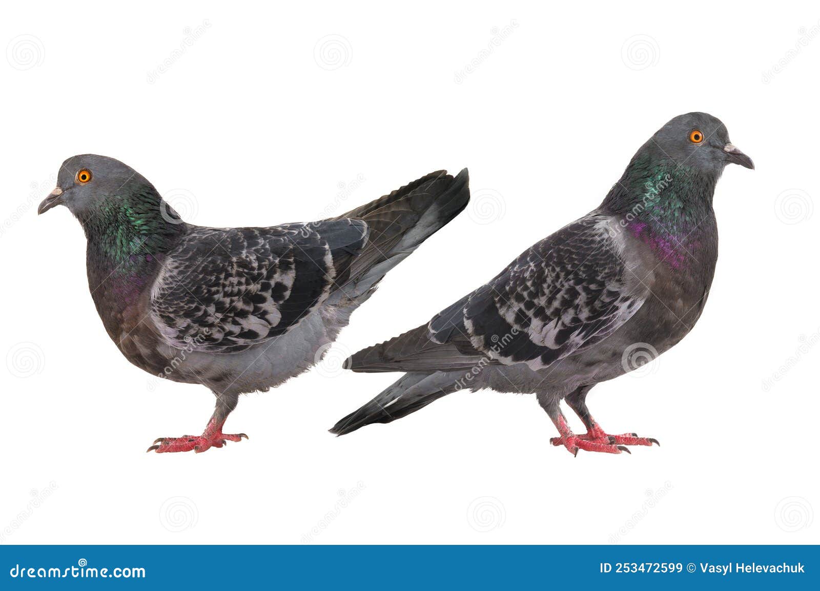 Dos palomas aisladas imagen de archivo. Imagen de doméstico - 253472599