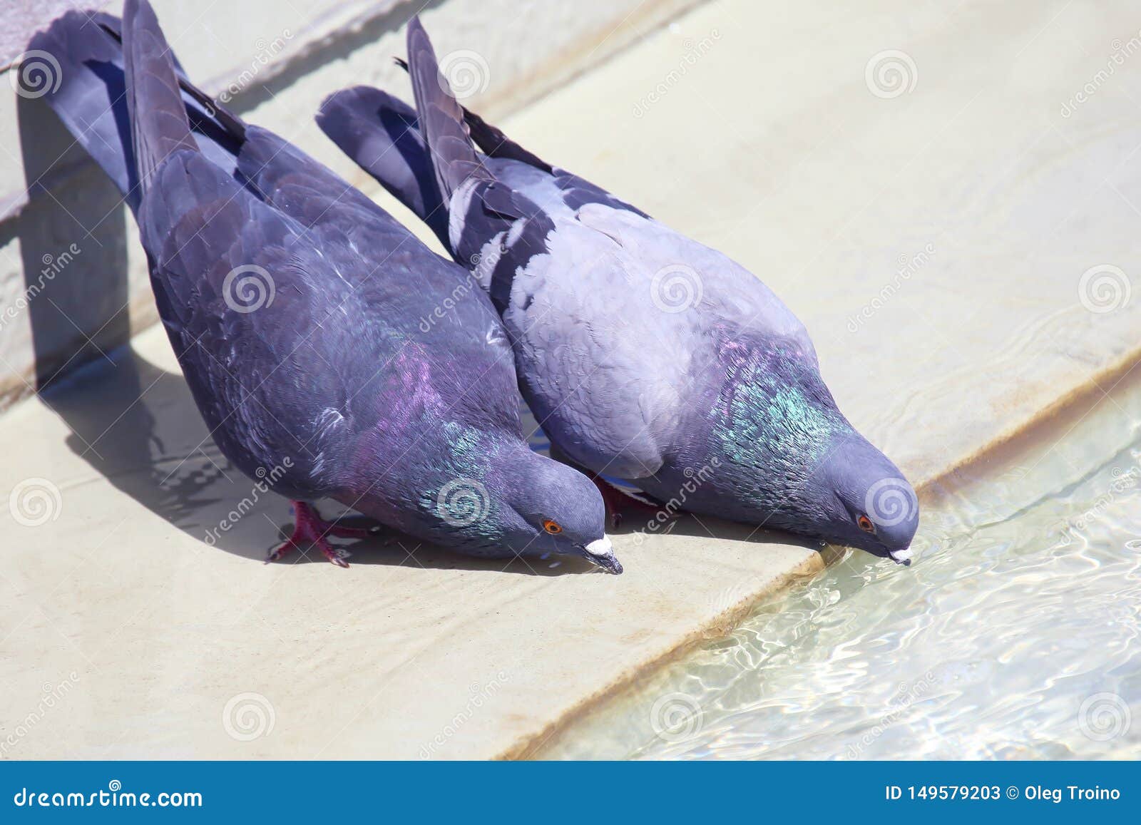 Dos Palomas Azules Beben El Agua Imagen de archivo - Imagen de vuelo ...