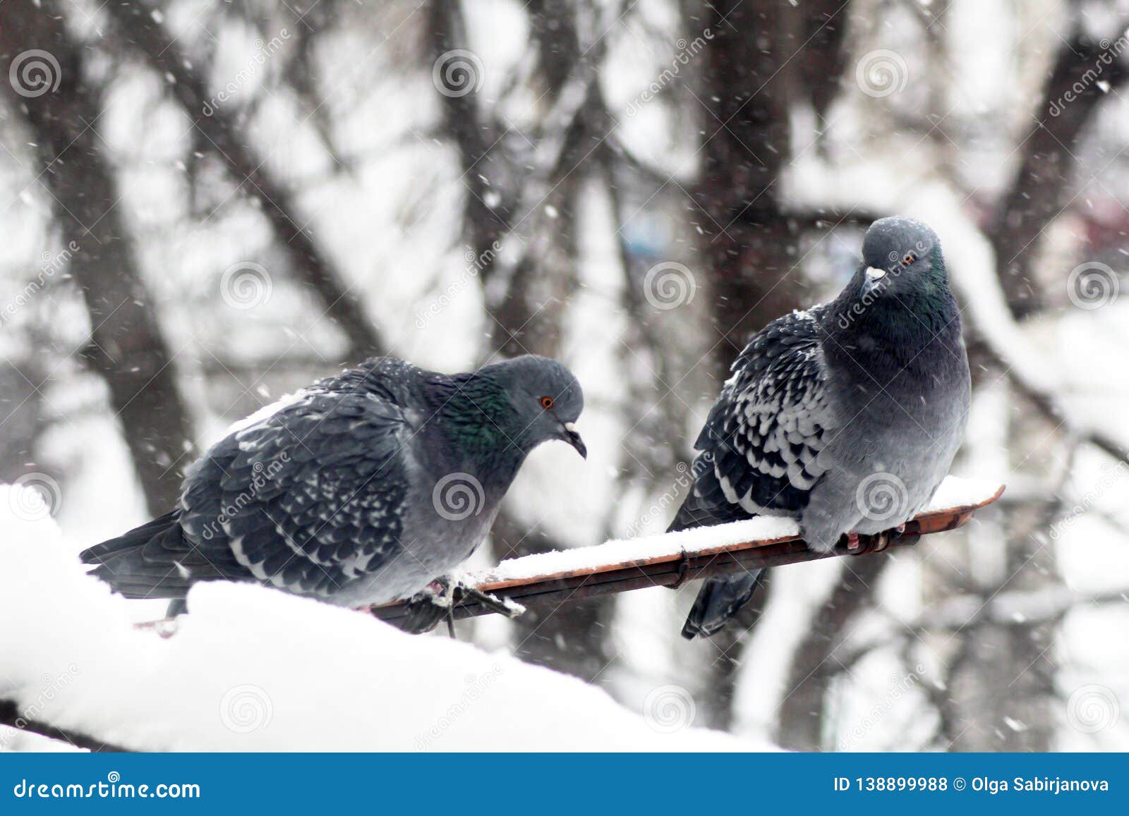 Dos Palomas Azules En Invierno Foto de archivo - Imagen de chirrido ...