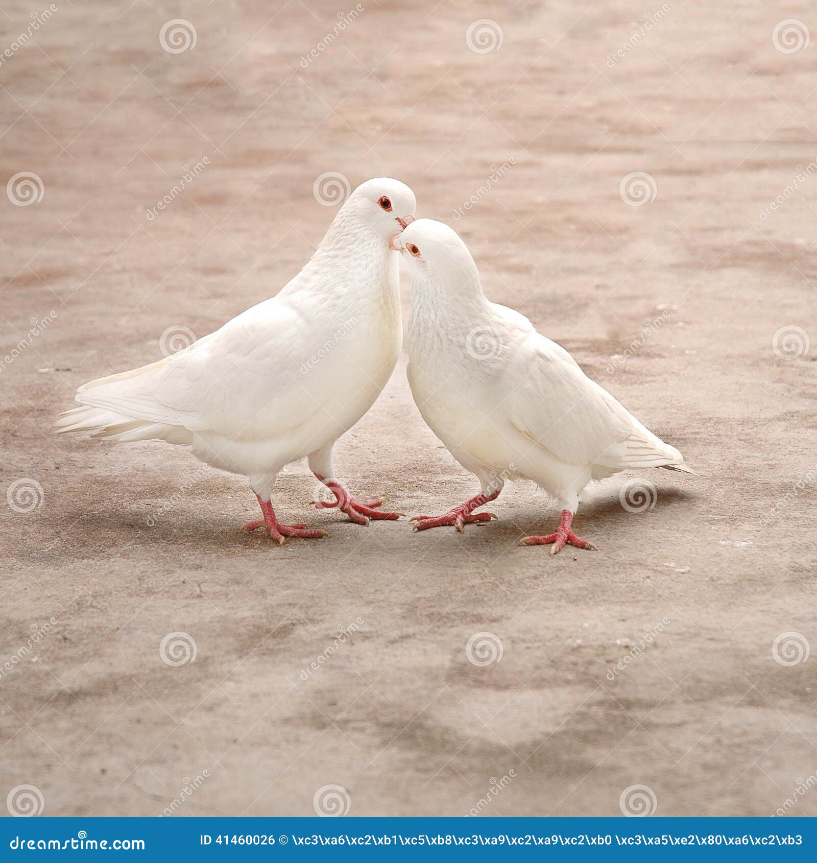 Dos Palomas Blancas De Amor Foto de archivo - Imagen de amoroso, suave ...