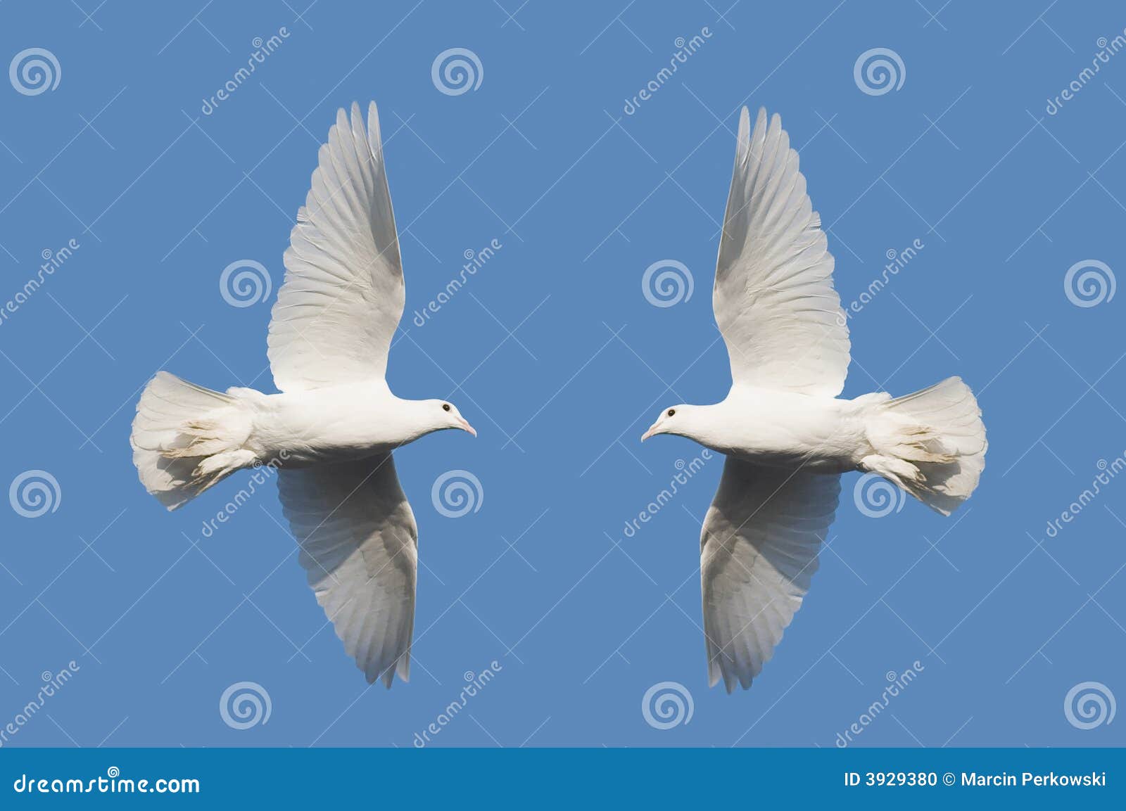 Dos Palomas Blancas En Fondo Azul Foto de archivo - Imagen de mosca ...