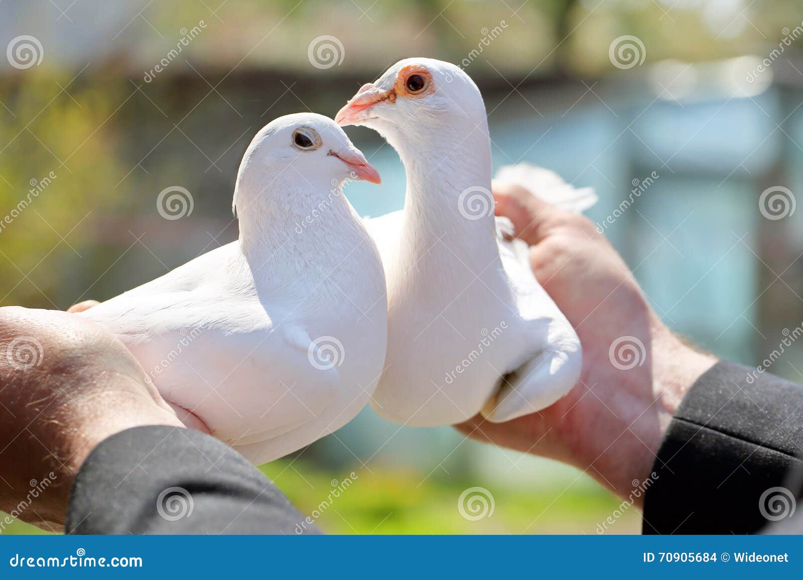 Dos Palomas Blancas En Las Manos De Criadores Foto de archivo - Imagen ...