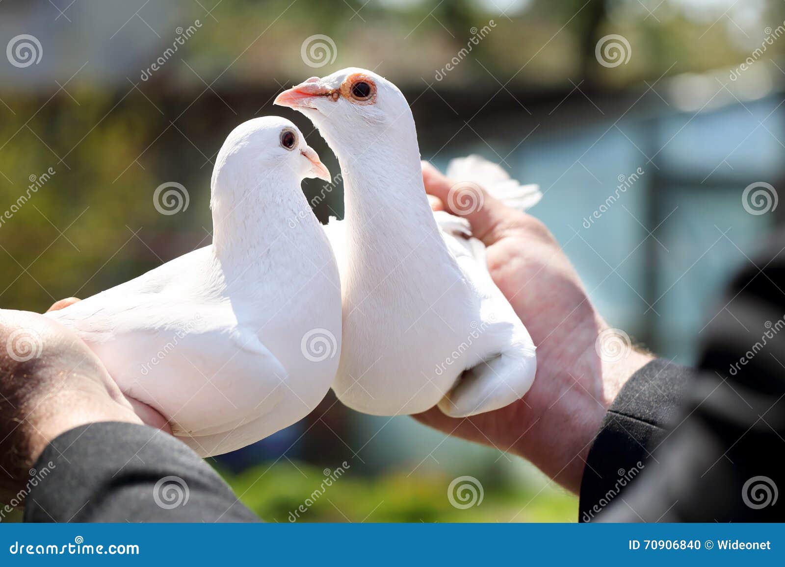 Dos Palomas Blancas En Las Manos De Criadores Foto de archivo - Imagen ...