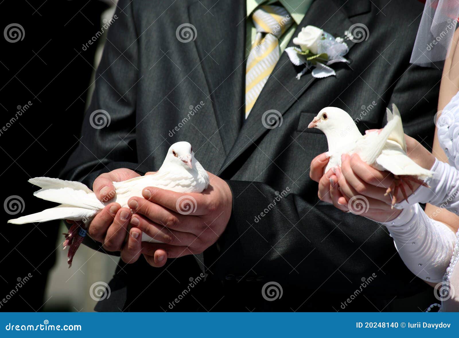 Dos Palomas Blancas En Manos De Un Par Casado Foto de archivo - Imagen ...