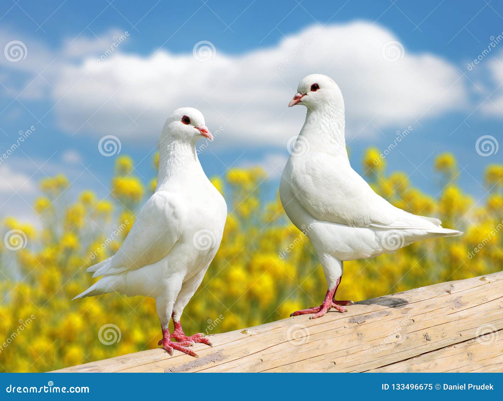 Dos Palomas Blancas En Perca Imagen de archivo - Imagen de primavera ...