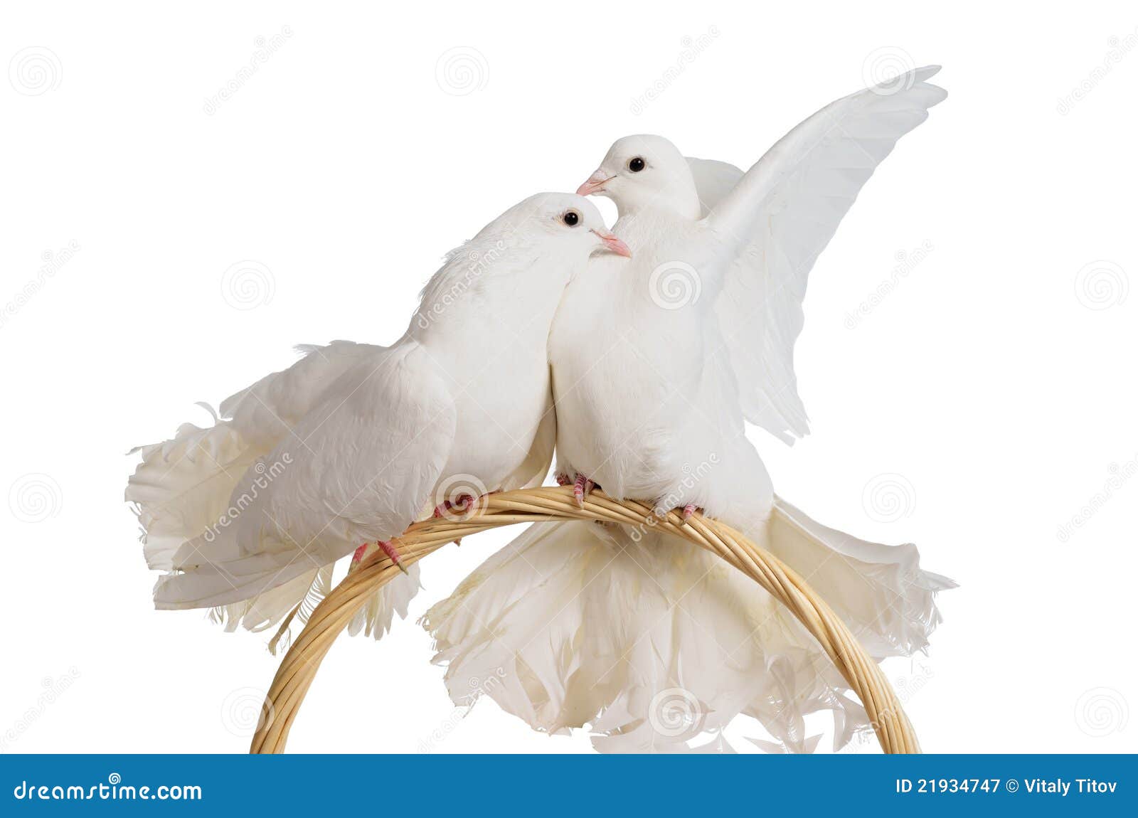 Dos Palomas Blancas Que Se Besan Y Que Abrazan Imagen de archivo ...