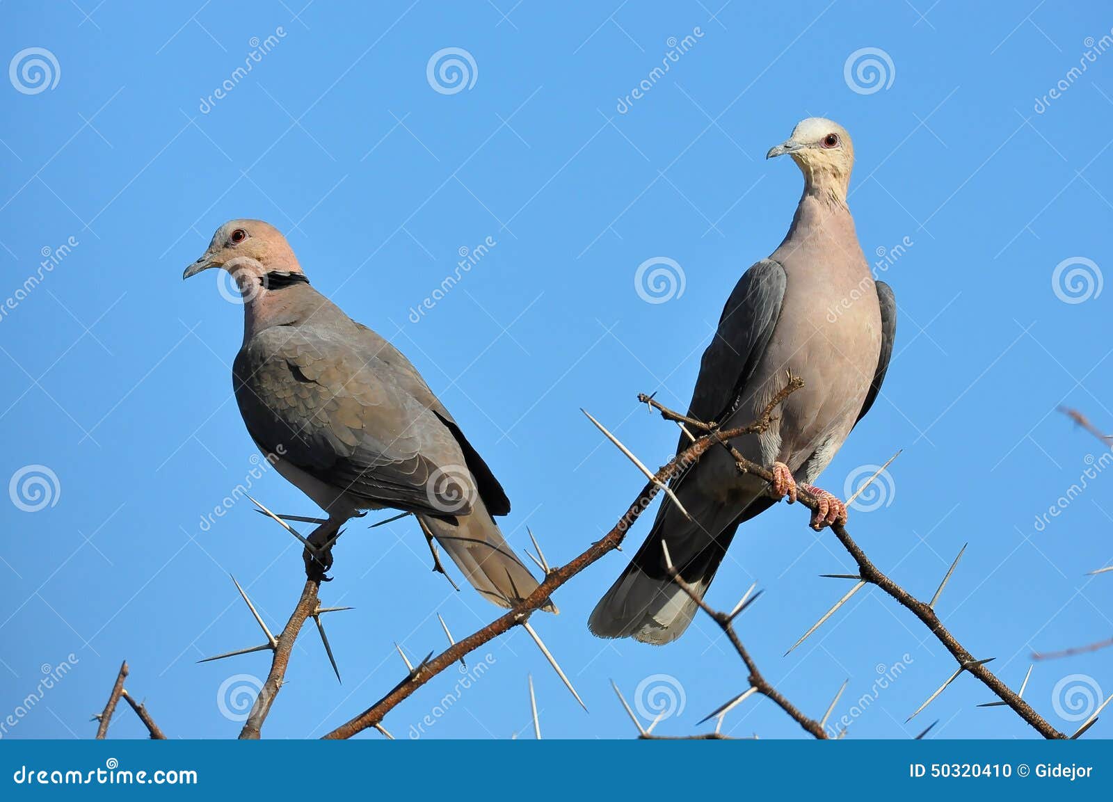 Dos Palomas Con El Cielo Azul Foto de archivo - Imagen de perfil ...