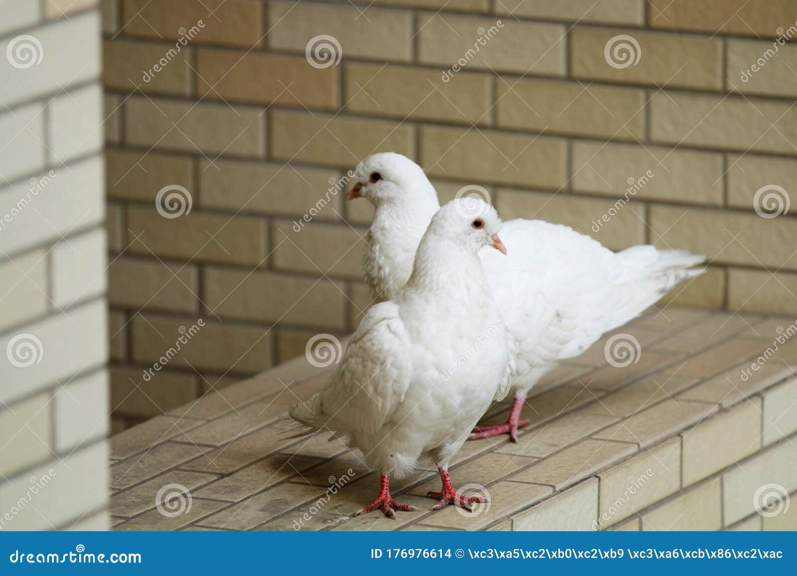 Dos palomas foto de archivo. Imagen de paloma, pico - 176976614