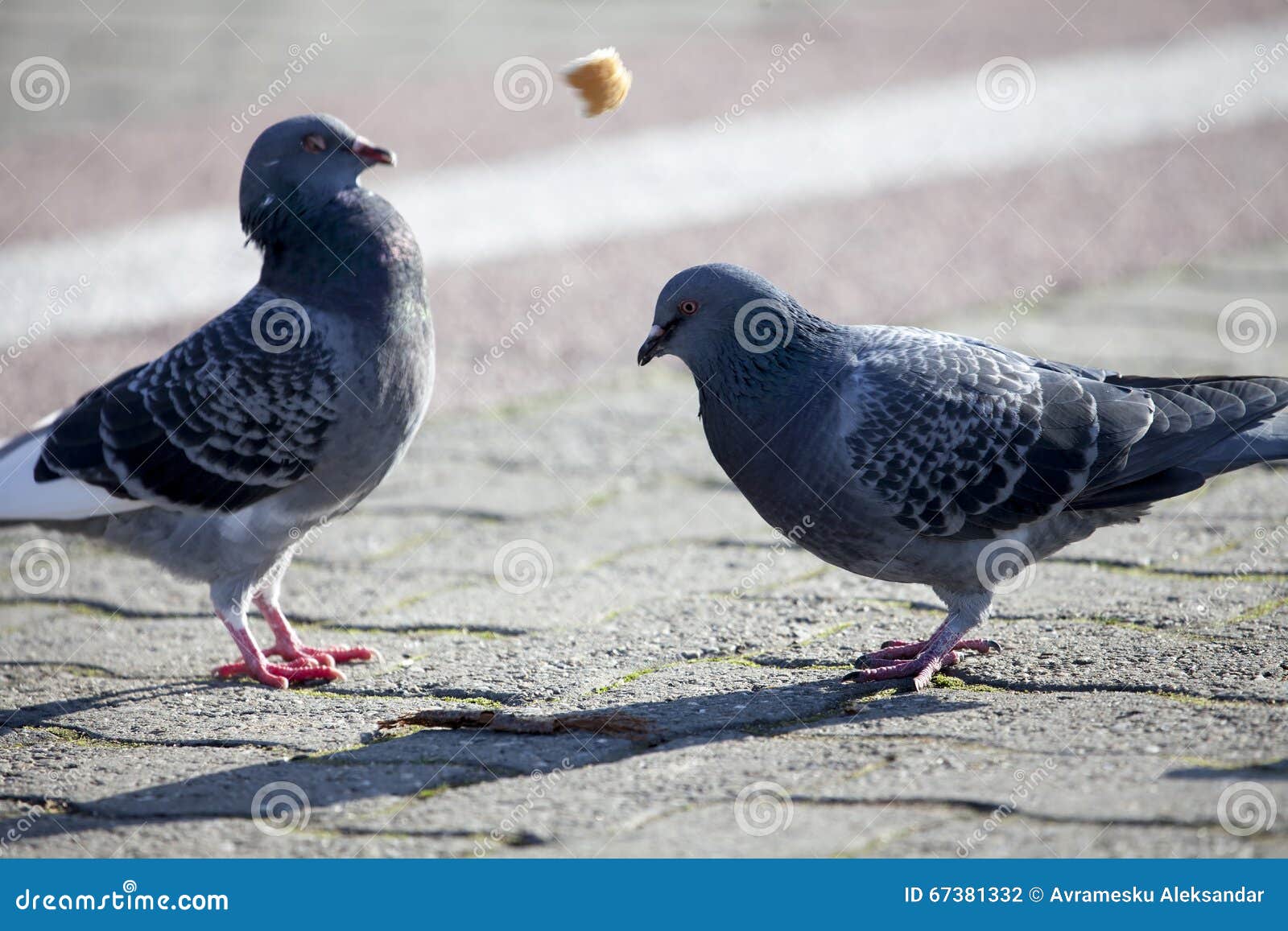 Dos palomas en la acera foto de archivo. Imagen de lindo - 67381332