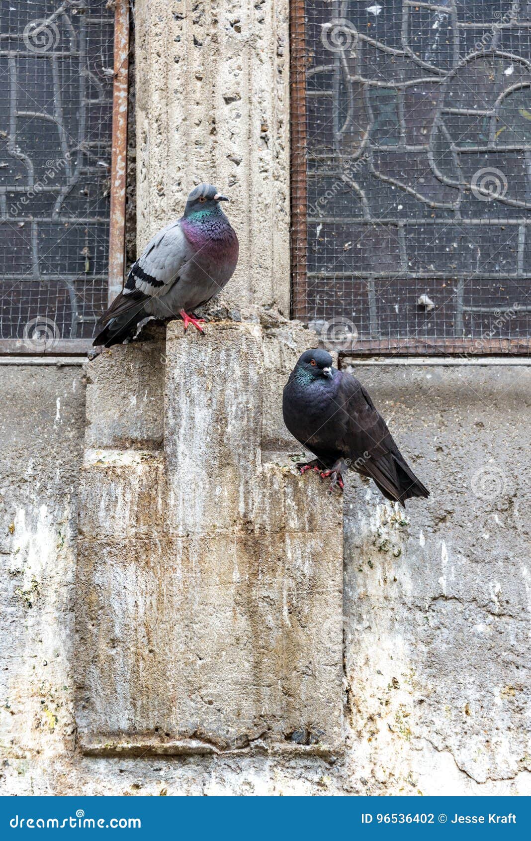 Dos Palomas En Manizales, Colombia Foto de archivo - Imagen de ...