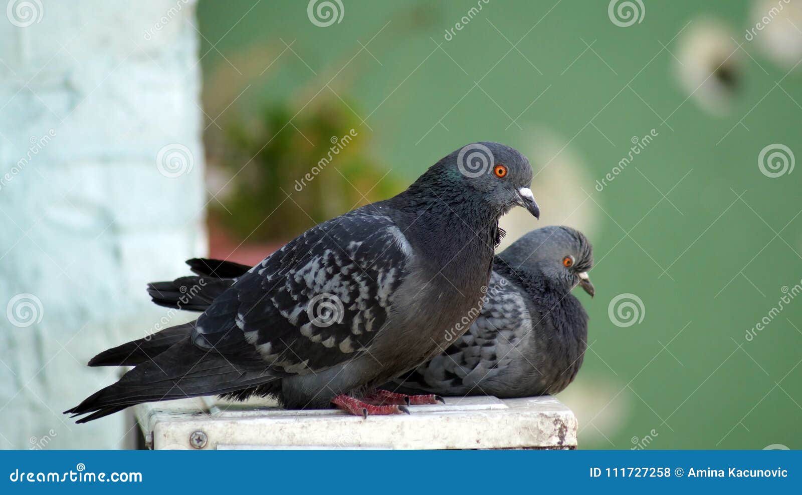 Dos Palomas Que Descansan Sobre Mi Ventana Foto de archivo - Imagen de ...