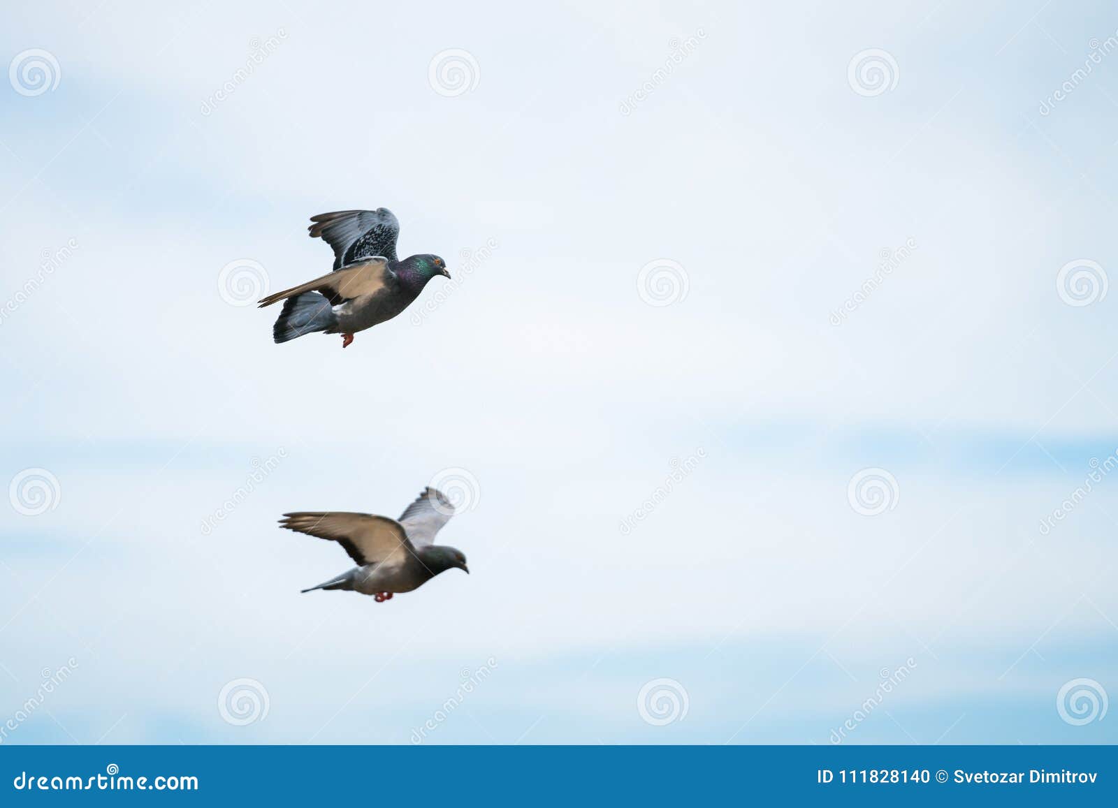 Dos Palomas Que Vuelan En El Cielo Foto de archivo - Imagen de paloma ...