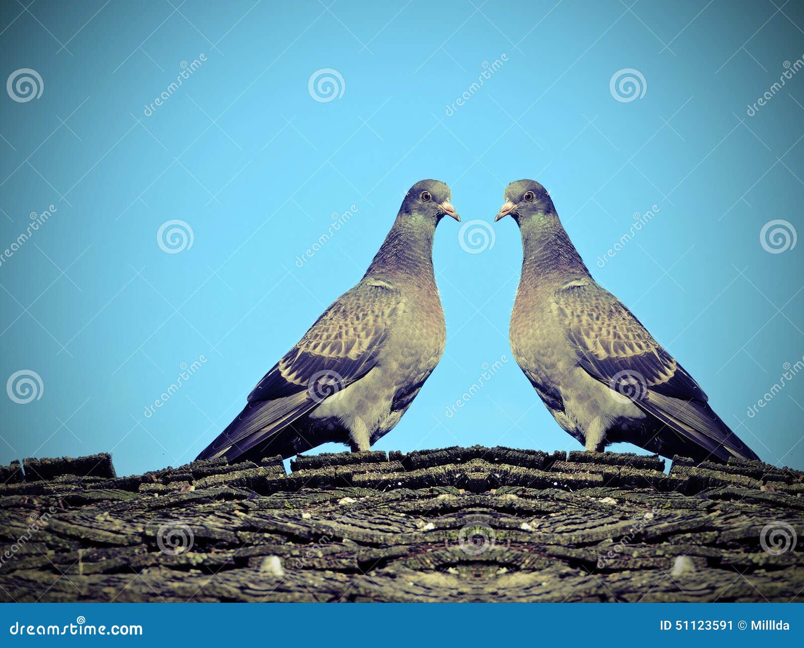 Dos palomas salvajes imagen de archivo. Imagen de ocupado - 51123591