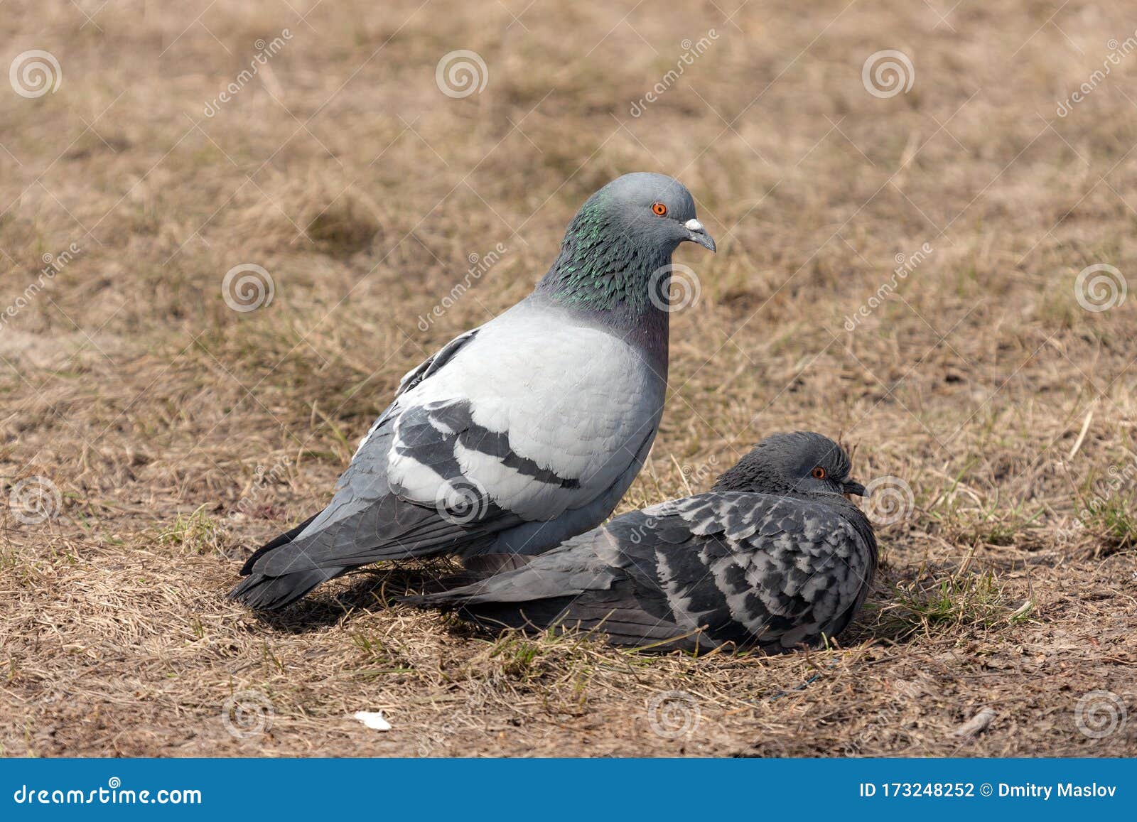 Dos Palomas Sobre La Hierba Foto de archivo - Imagen de paloma, salvaje ...