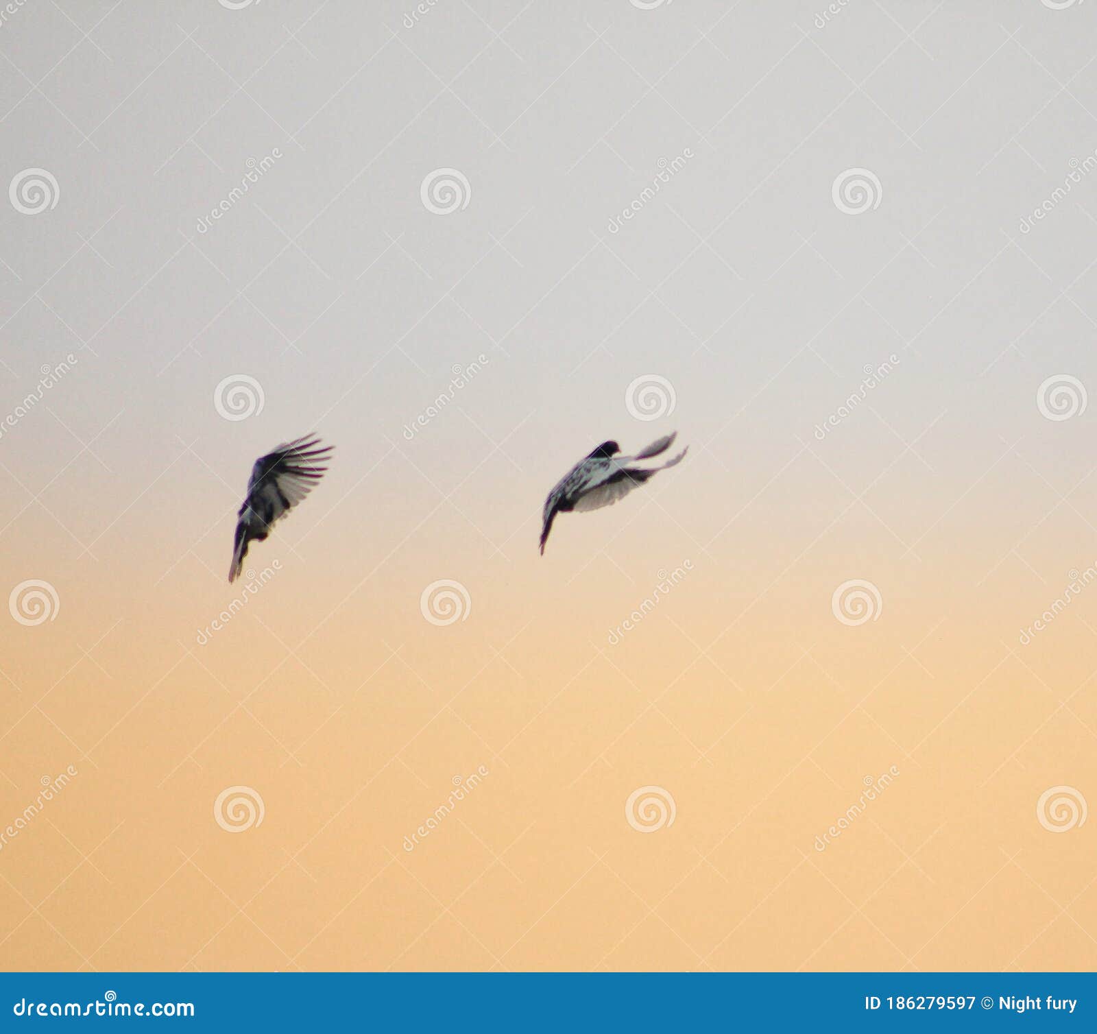 Dos palomas volando imagen de archivo. Imagen de animal - 186279597