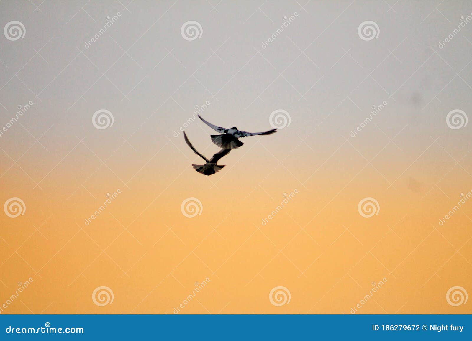 Dos palomas volando foto de archivo. Imagen de arte - 186279672