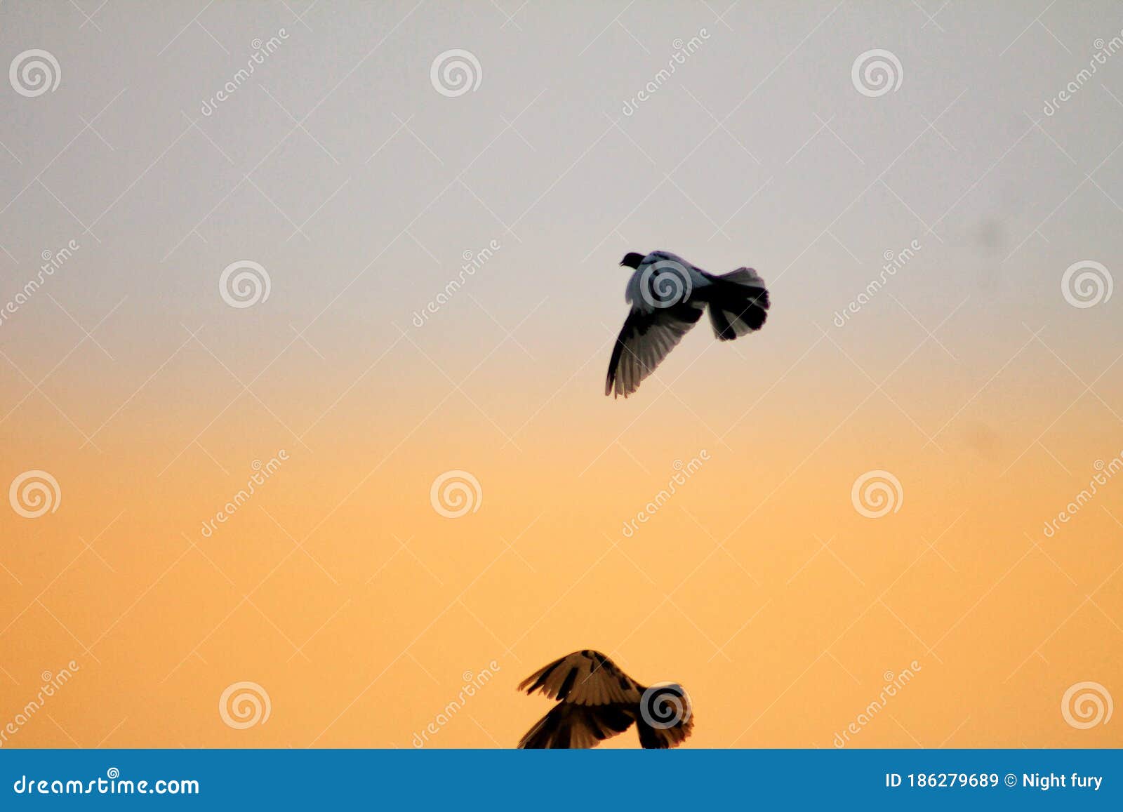 Dos palomas volando imagen de archivo. Imagen de animal - 186279689