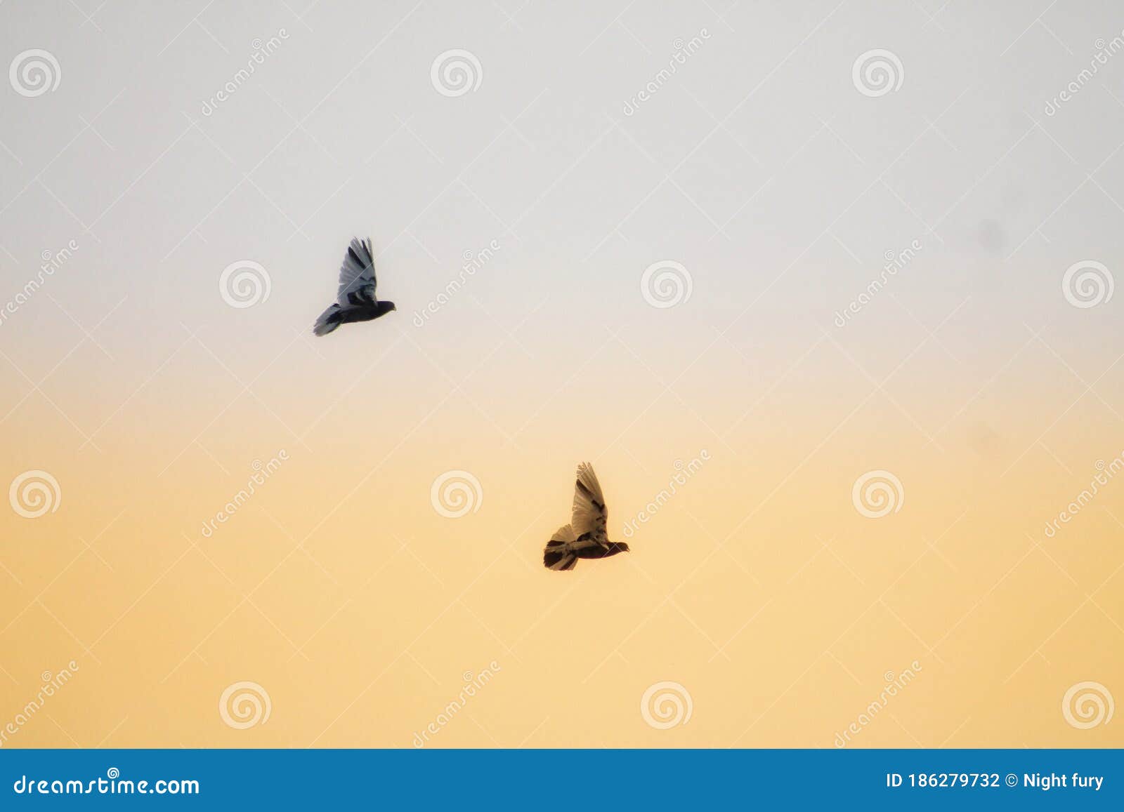 Dos palomas volando foto de archivo. Imagen de pared - 186279732