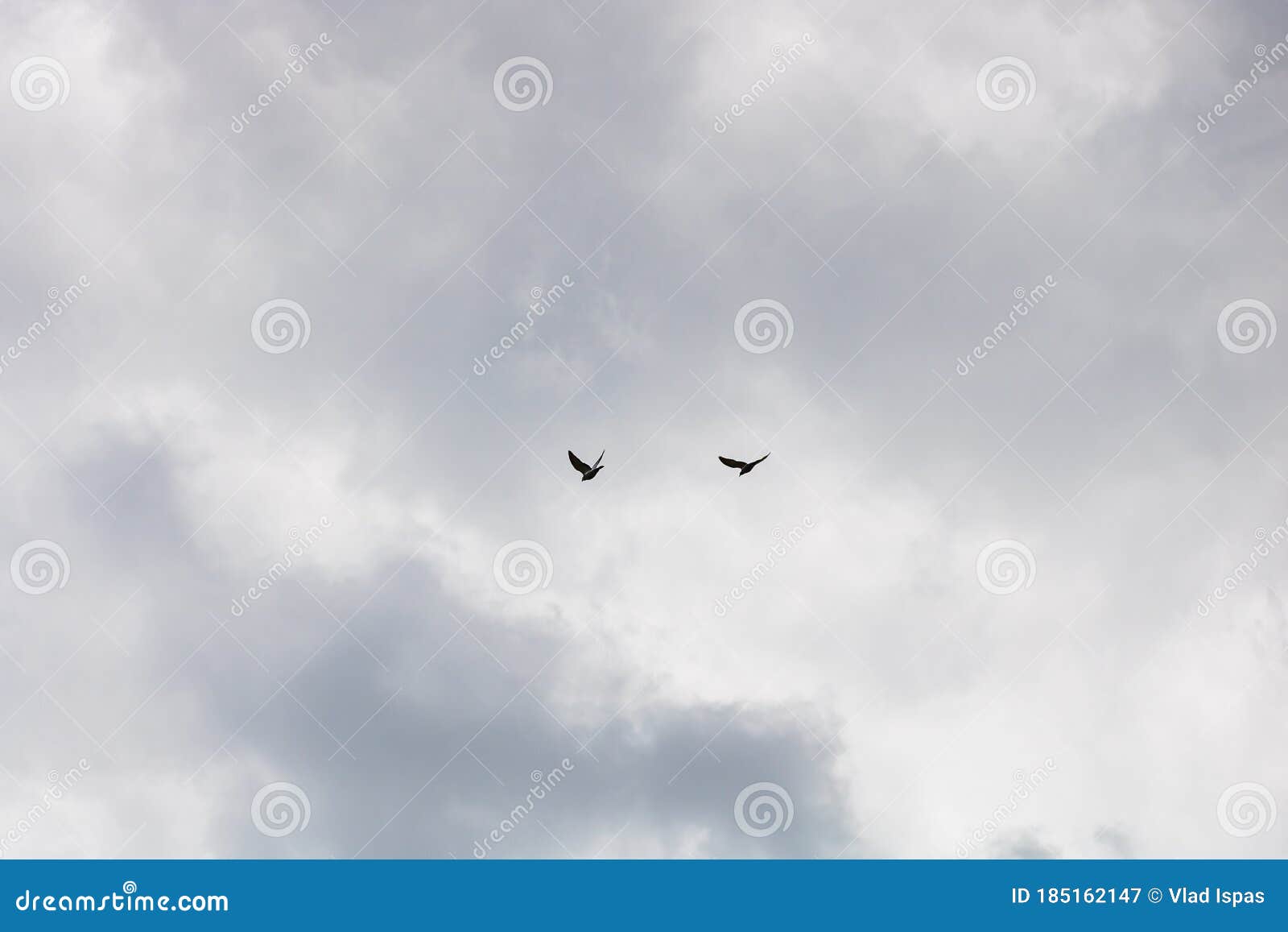 Dos Palomas Volando En El Cielo Nublado Imagen de archivo - Imagen de ...
