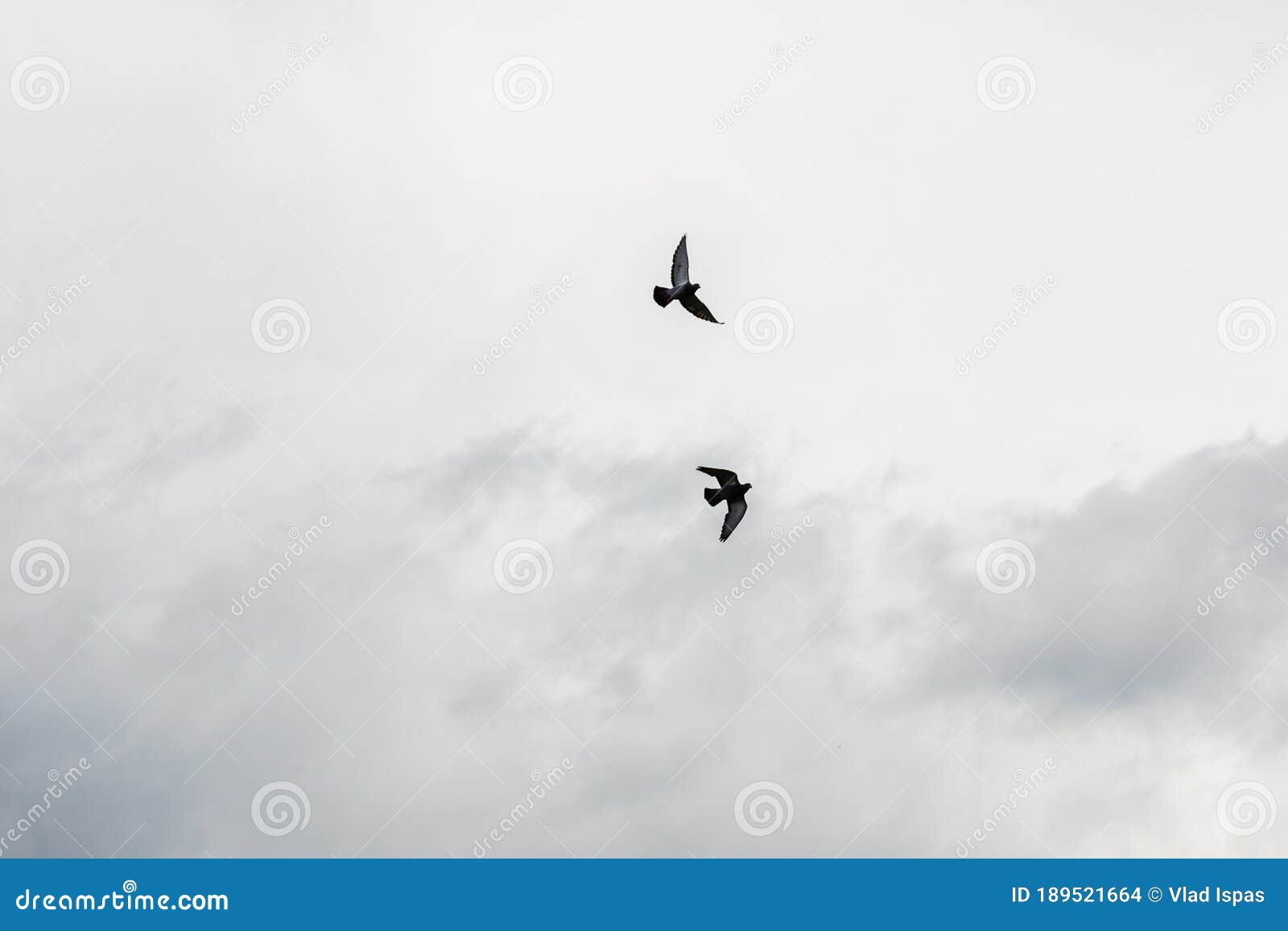 Dos Palomas Volando En El Cielo Nublado Foto de archivo - Imagen de ...